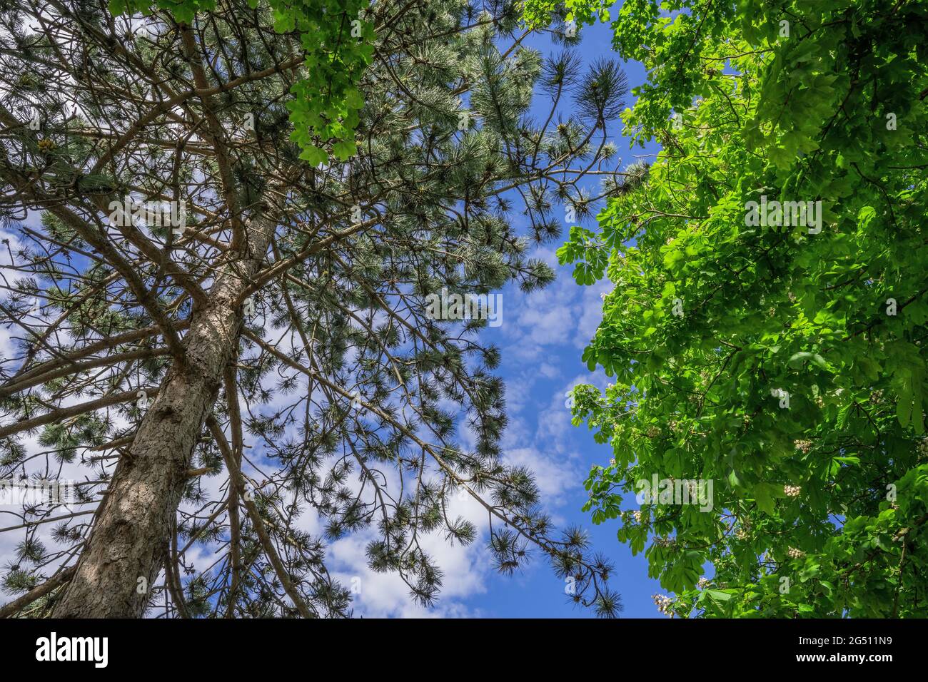 Look up the spring tree Stock Photo - Alamy