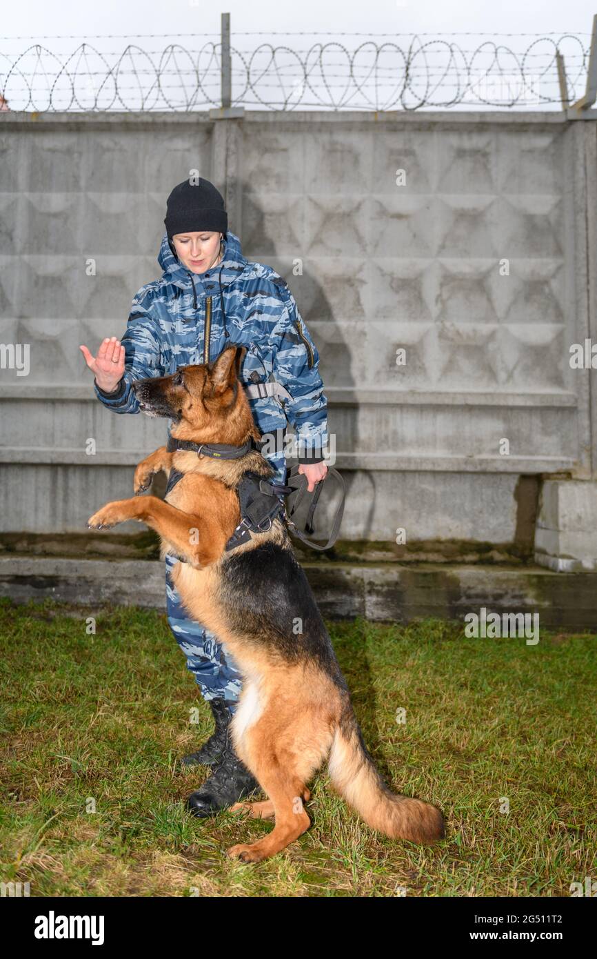 Female police officers with a trained dog. German shepherd police dog Stock Photo - Alamy