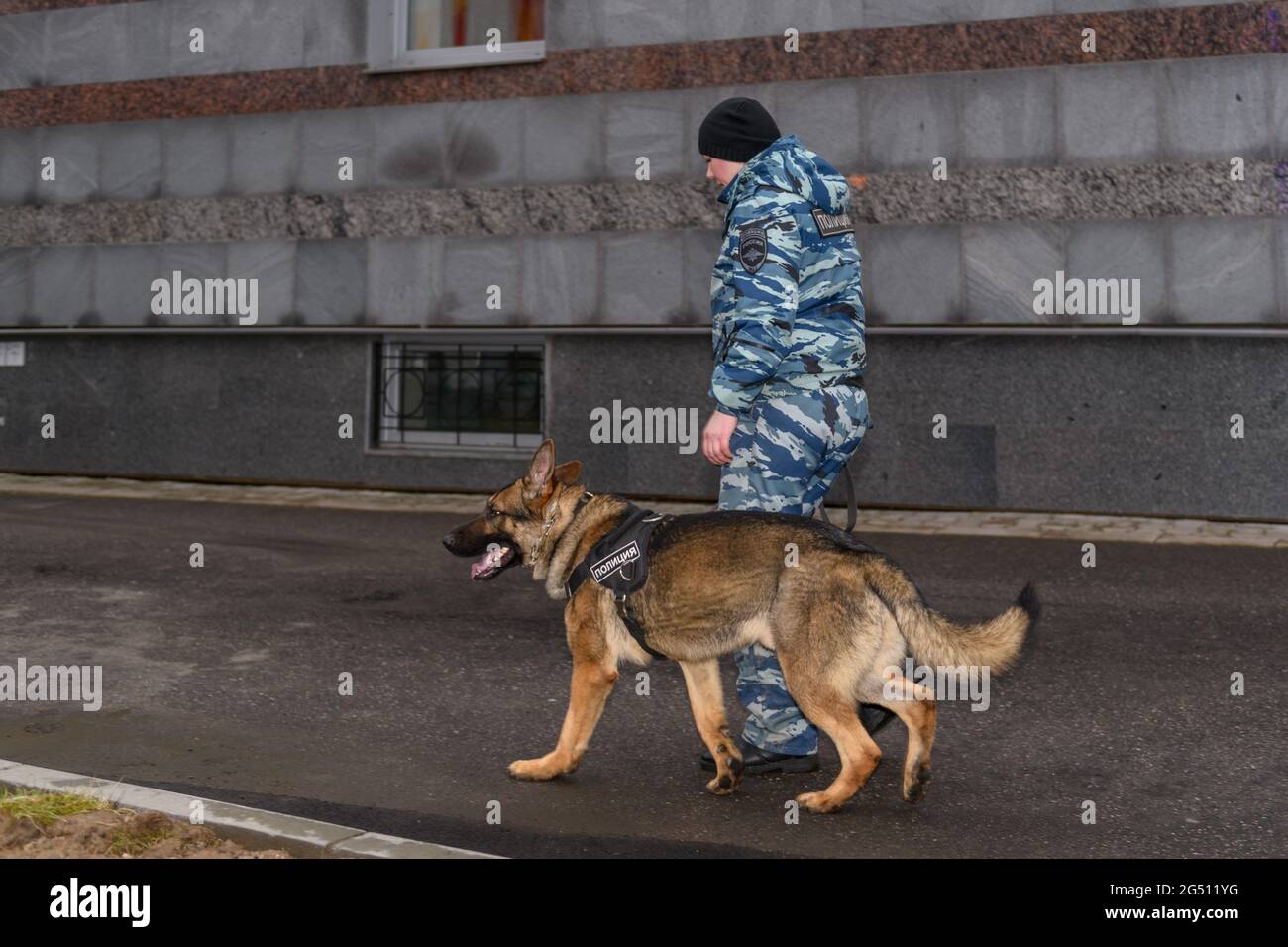 Female police officers with a trained dog. German shepherd police dog. Russian Police. Sign ...