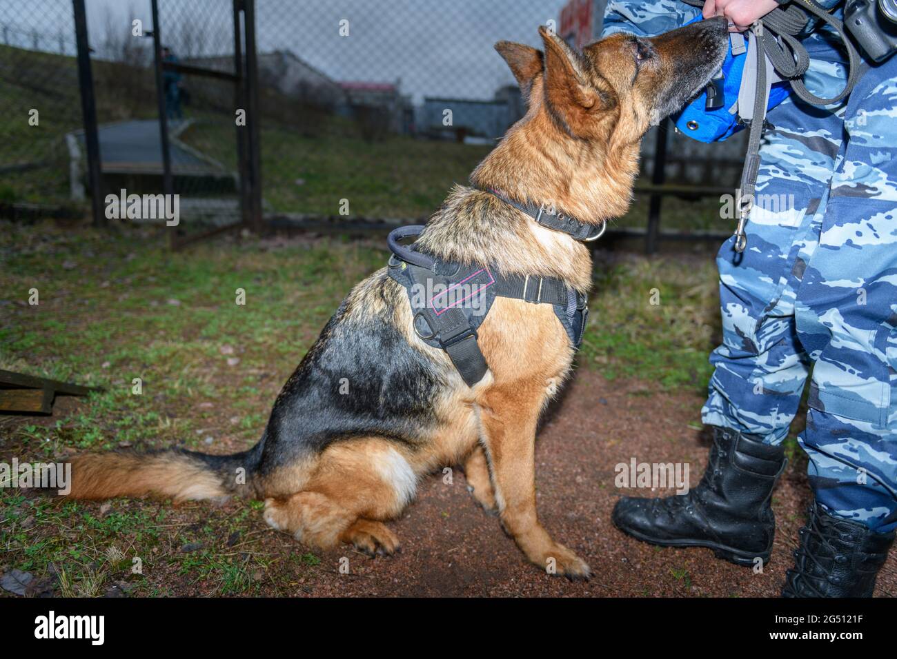 German shepherd police dog. Close up Stock Photo - Alamy