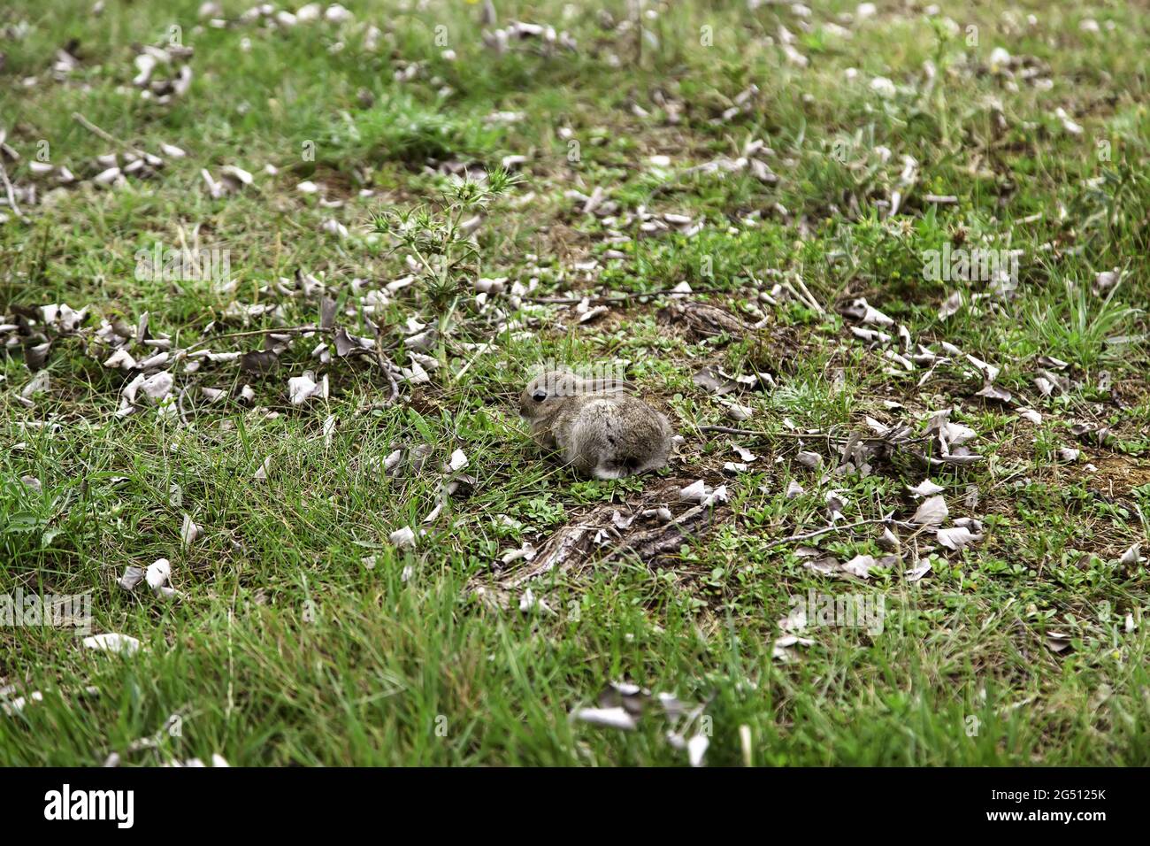 Rabbit in forest, wild animals freedom, wildlife and the environment ...
