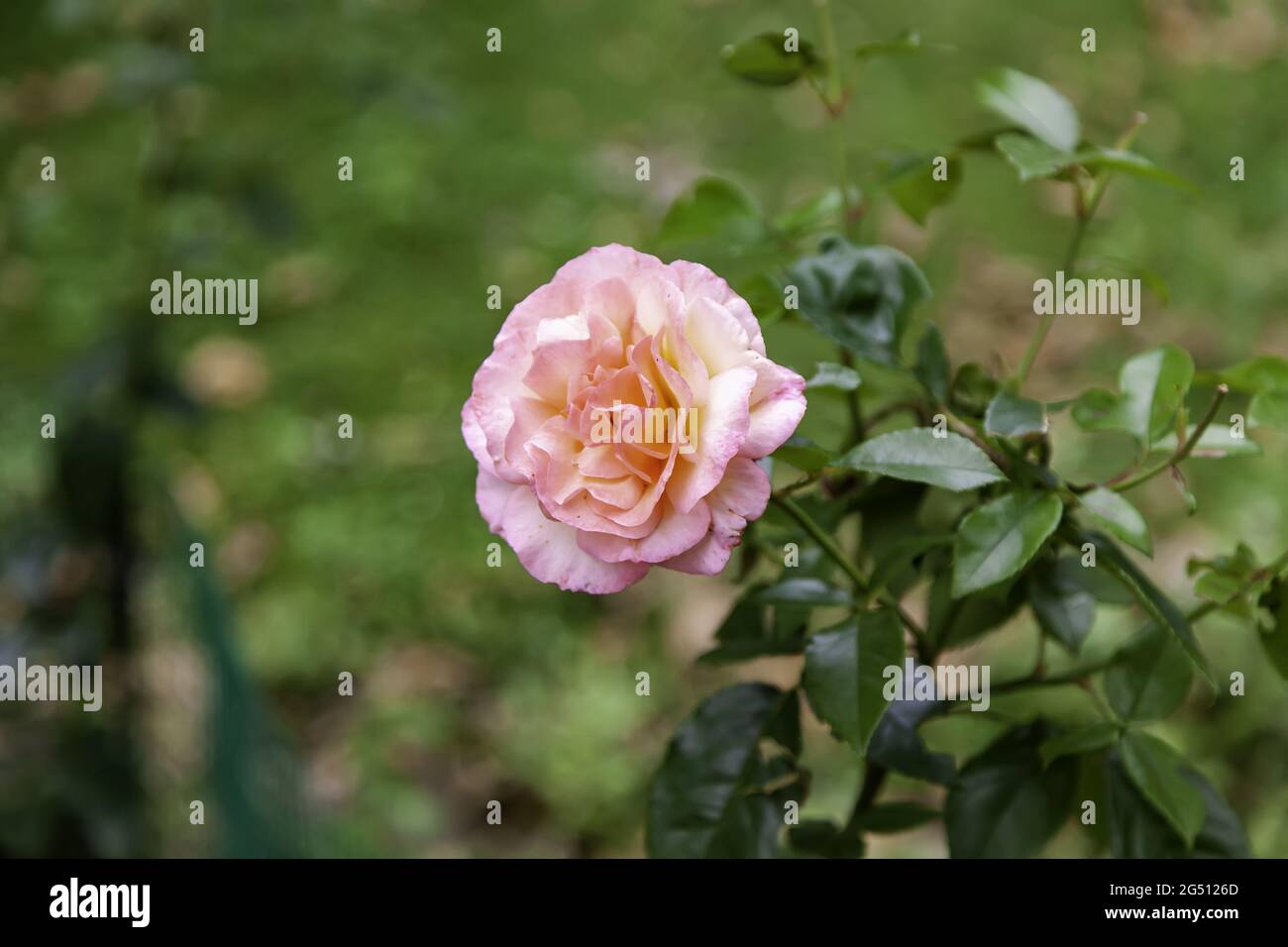 Rose bush of fresh red roses, nature and plantation Stock Photo - Alamy