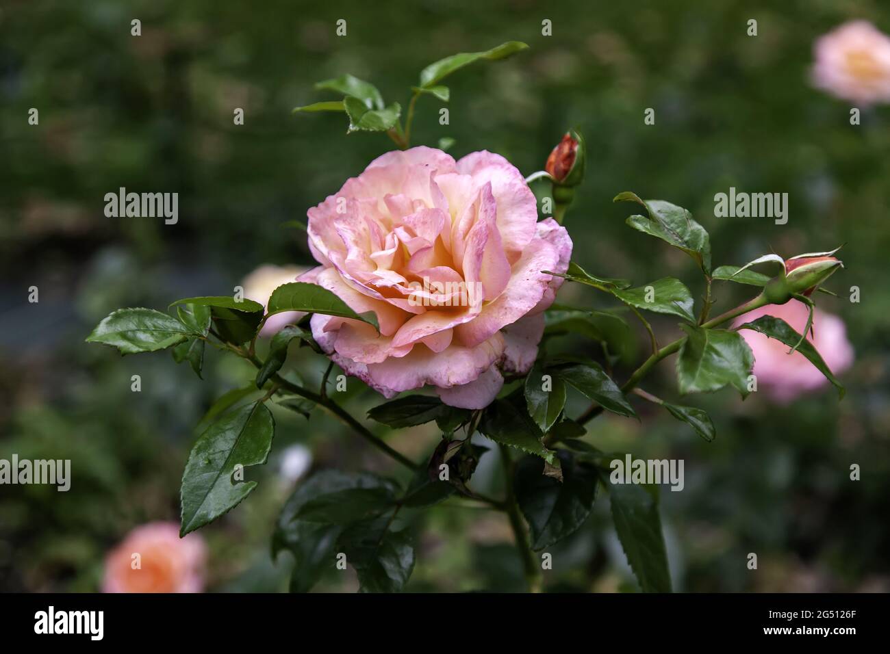 Rose bush of fresh red roses, nature and plantation Stock Photo - Alamy