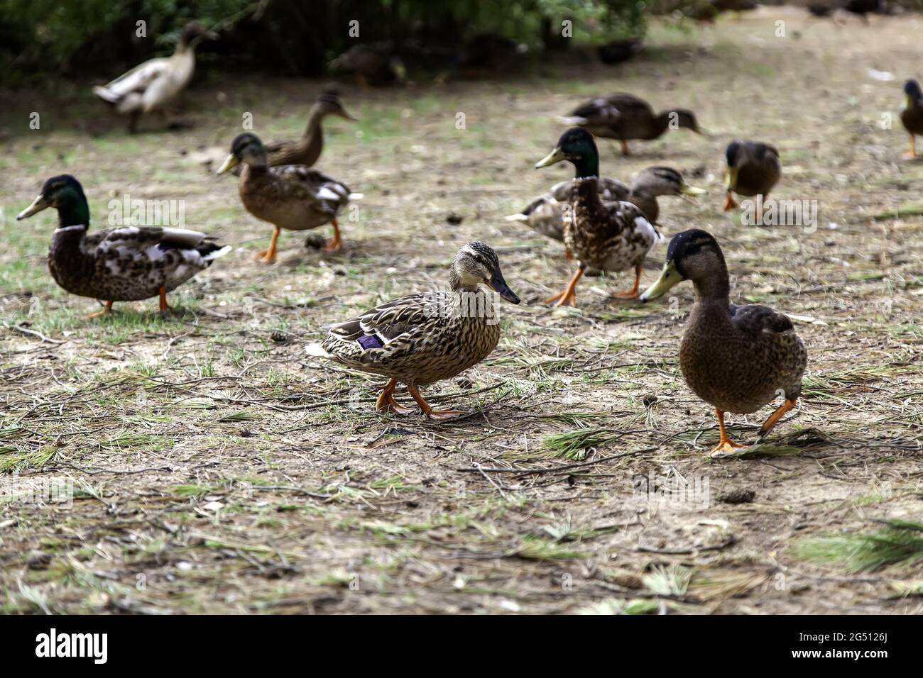 Domesticated wild bird hi-res stock photography and images - Alamy