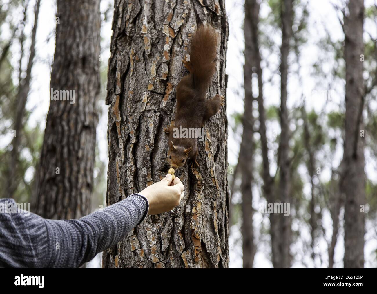 Squirrel eating nuts in forest, wild and free animals Stock Photo - Alamy