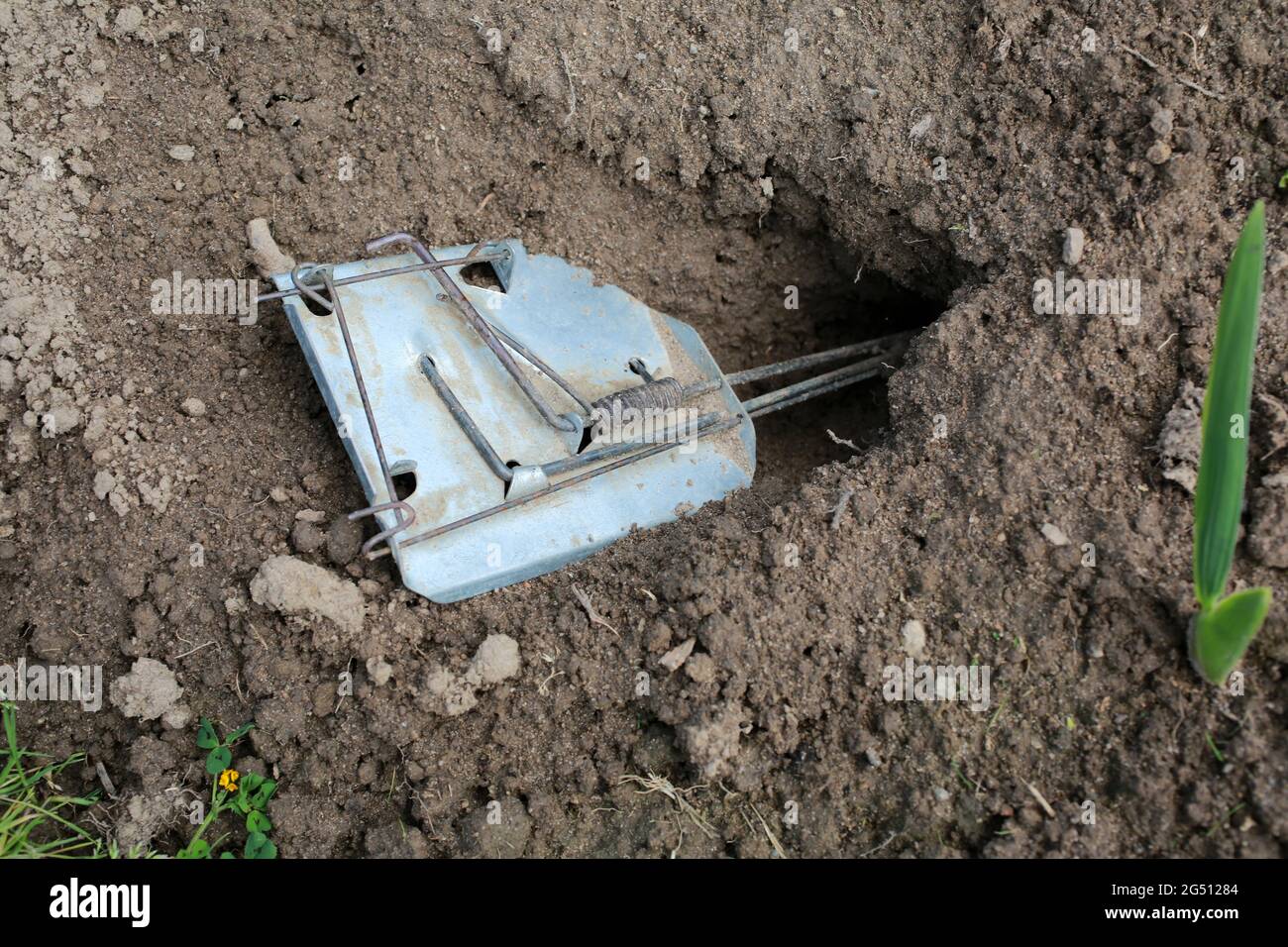 Mole trap hi-res stock photography and images - Alamy