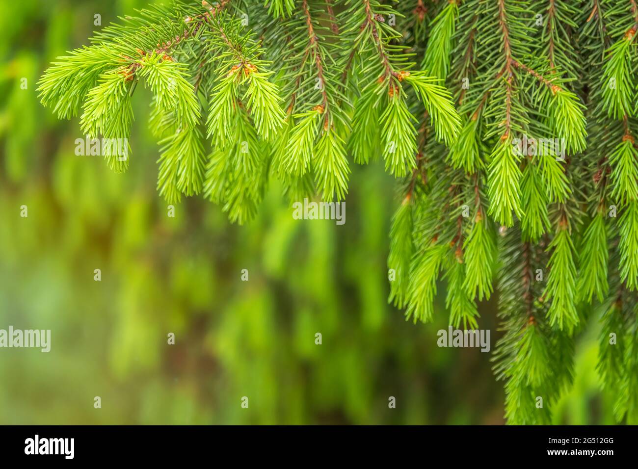 Fir branches with fresh shoots in spring. Young green shoots of spruce ...