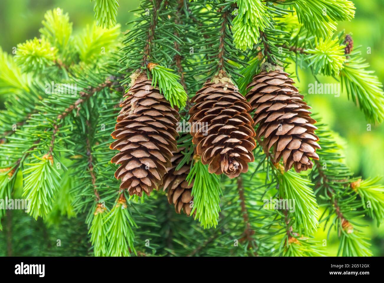 Fresh fir branches with green needles and brown cones. Lot of fir cones ...