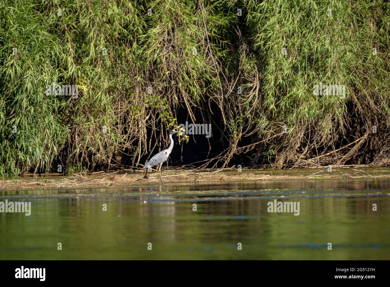 Río garza gris hi-res stock photography and images - Alamy