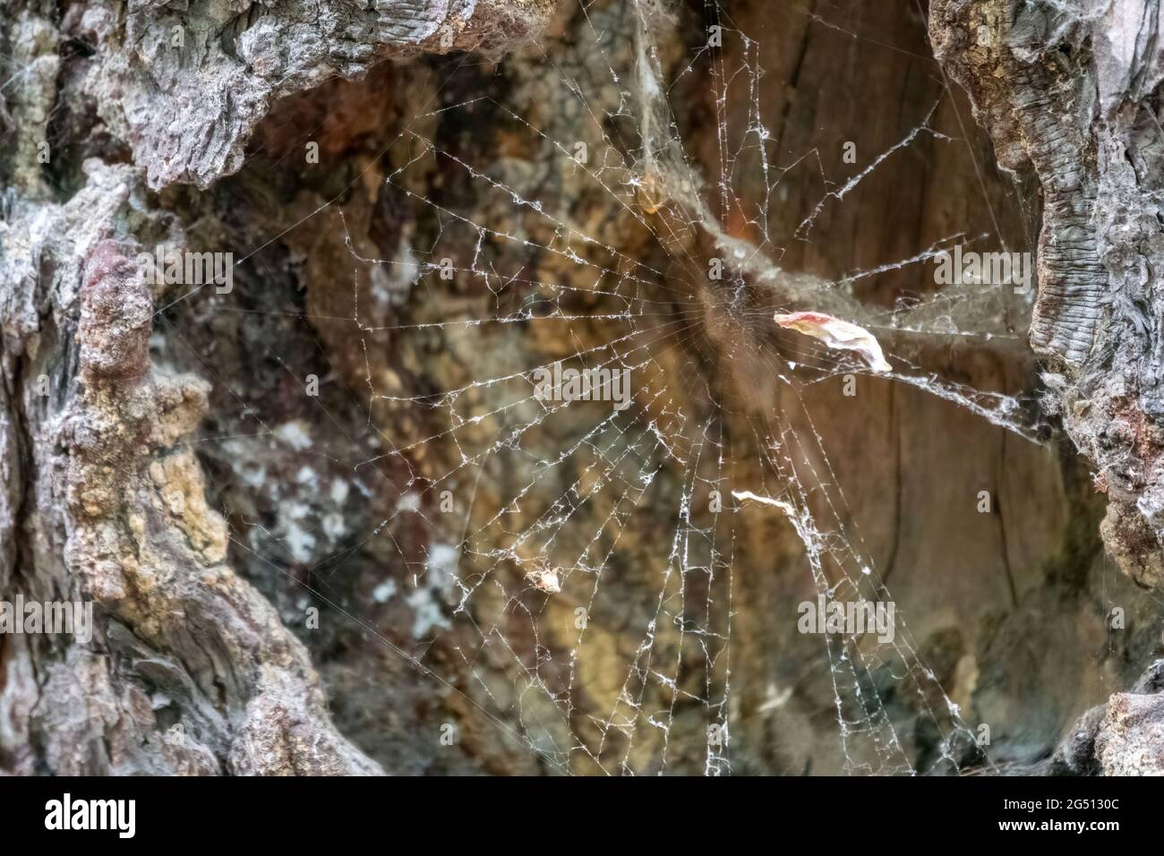 Spider net in the hollow in the tree. Natural forest background Stock ...