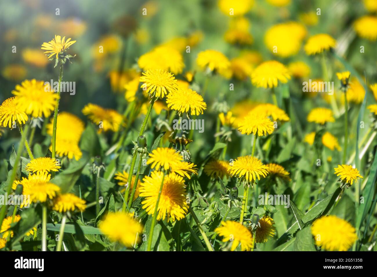 Field of yellow dandelions. Summer field of dandelions. Taraxacum ...