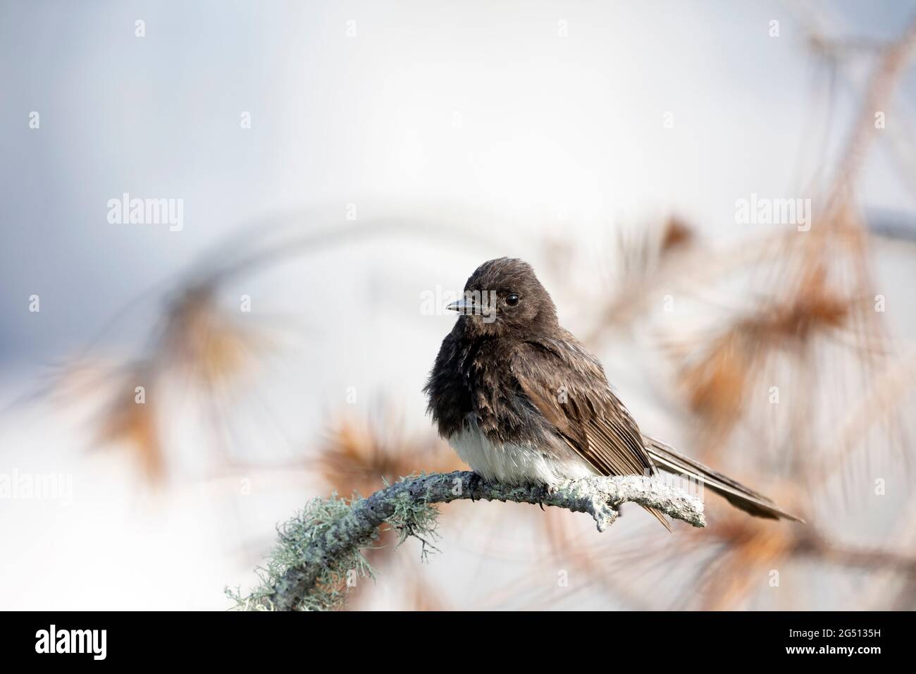 Black Phoebe perched closeup Stock Photo - Alamy