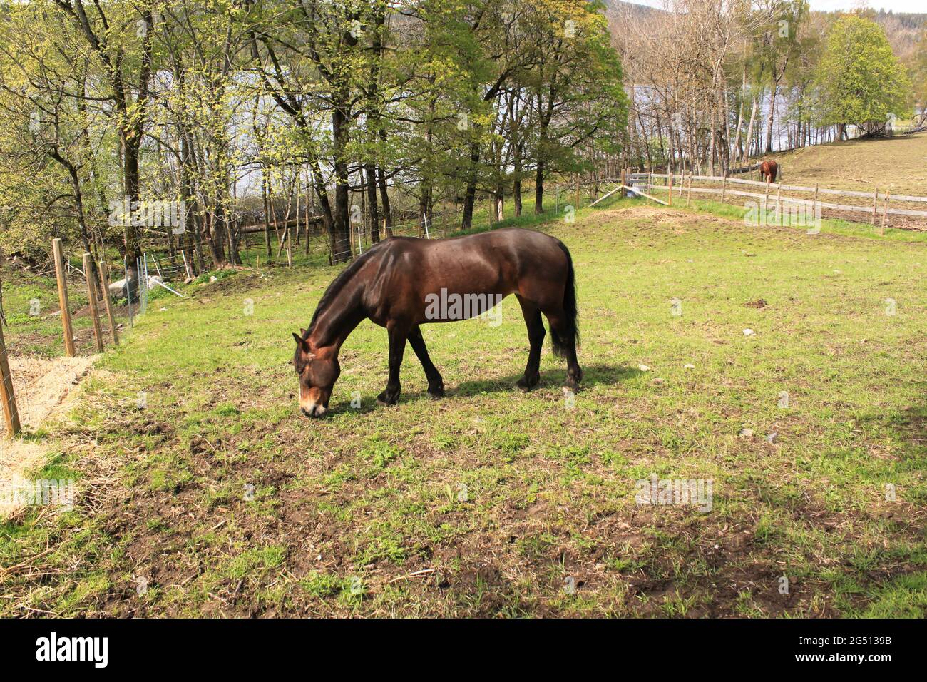 a beautiful horse in the background of trees - Bogstad Gård Stock Photo ...