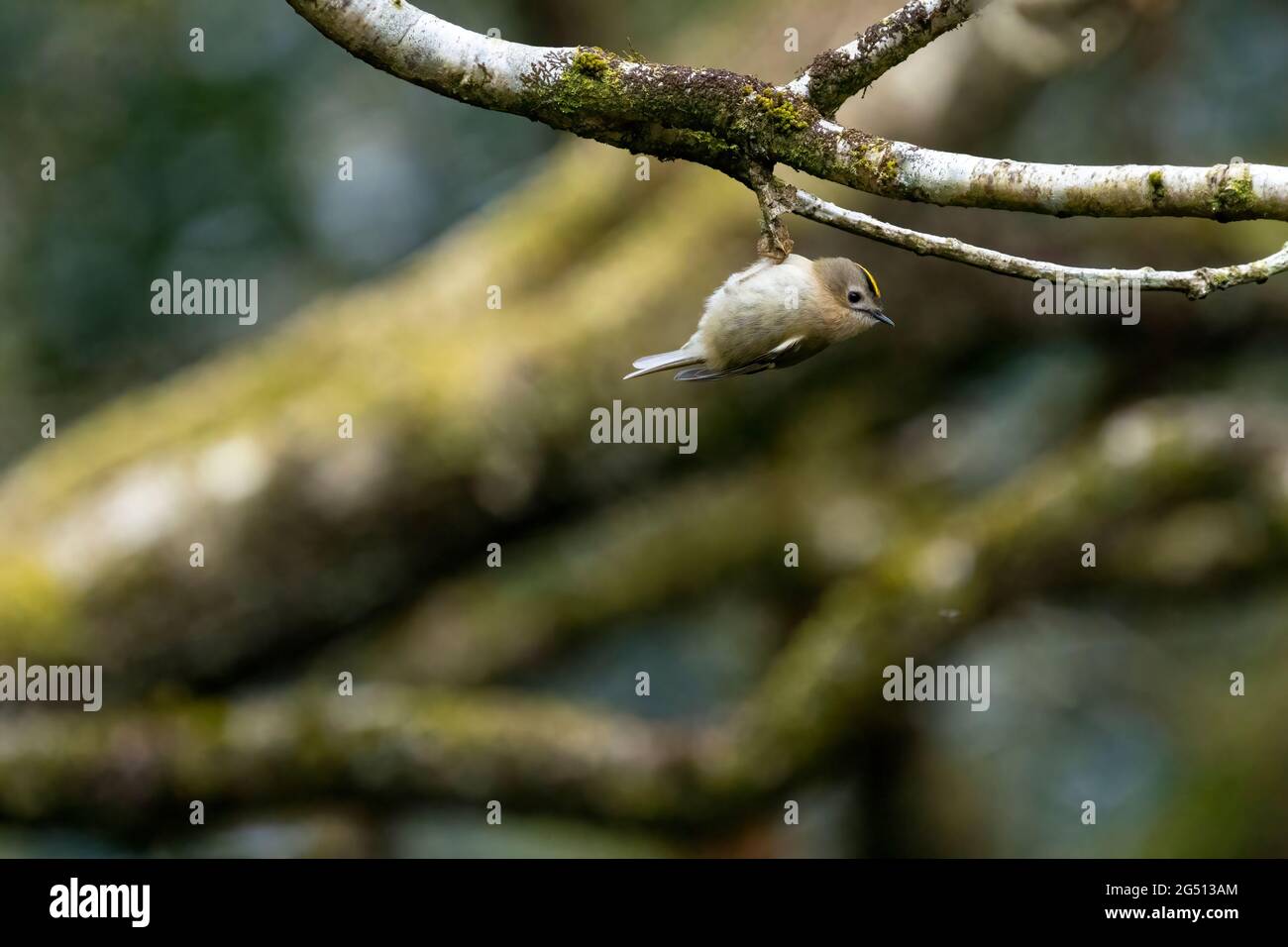 Gold crest in tree hi-res stock photography and images - Alamy