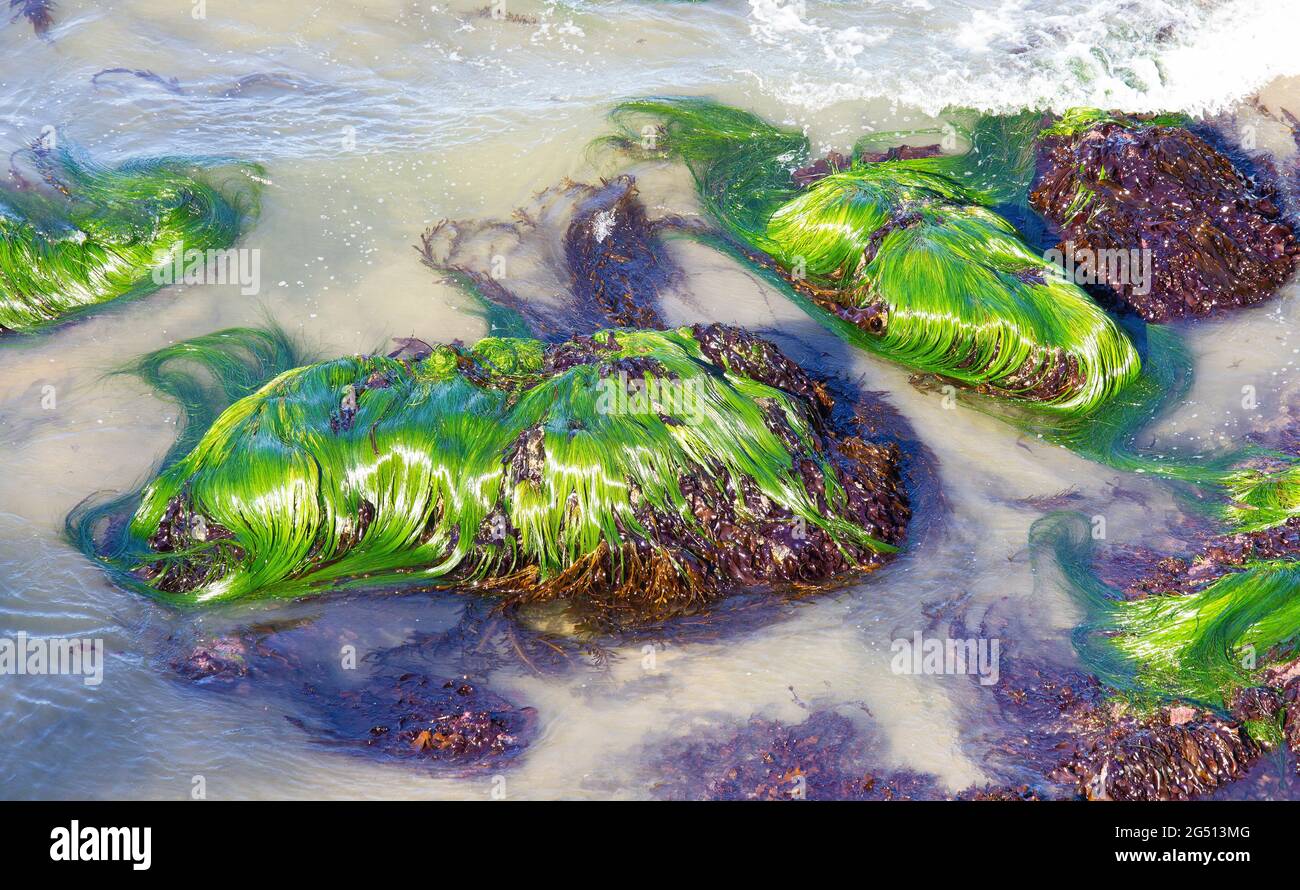 Brilliant Green Sea Grass Stock Photo - Alamy