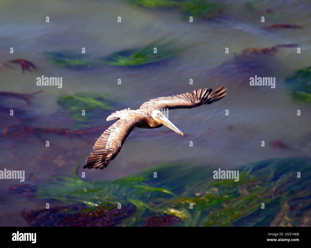 Pelican over ocean hi-res stock photography and images - Alamy