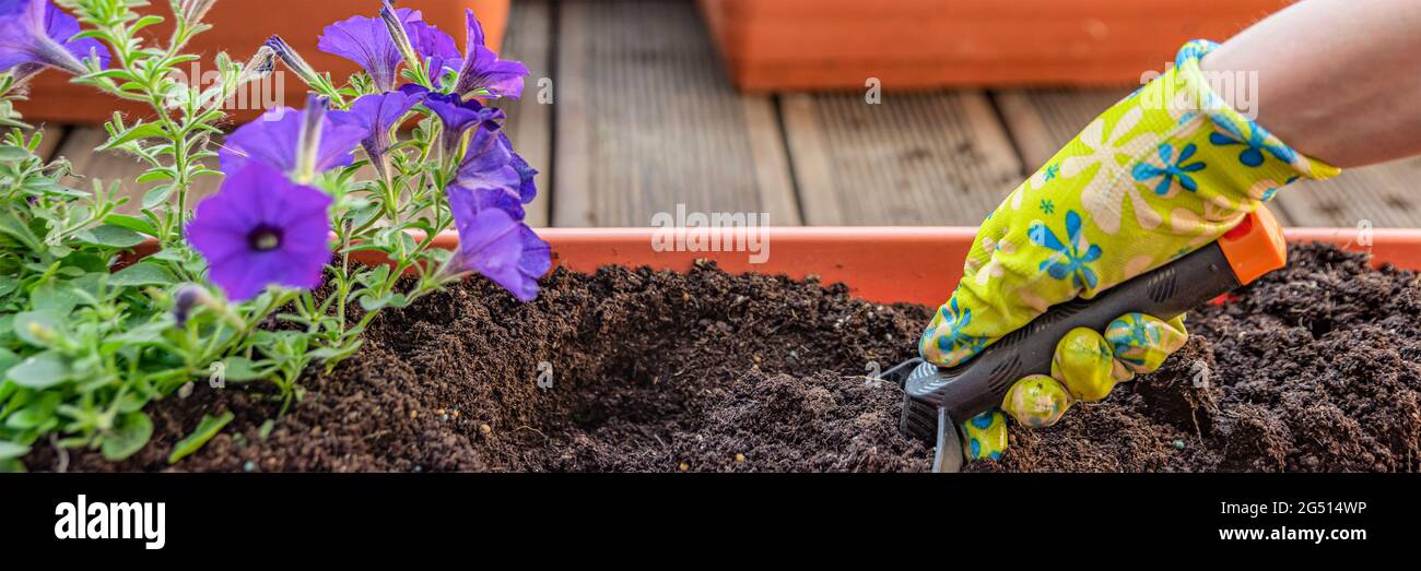 female hands planting a purple flower in a flowerpot. The gardener ...