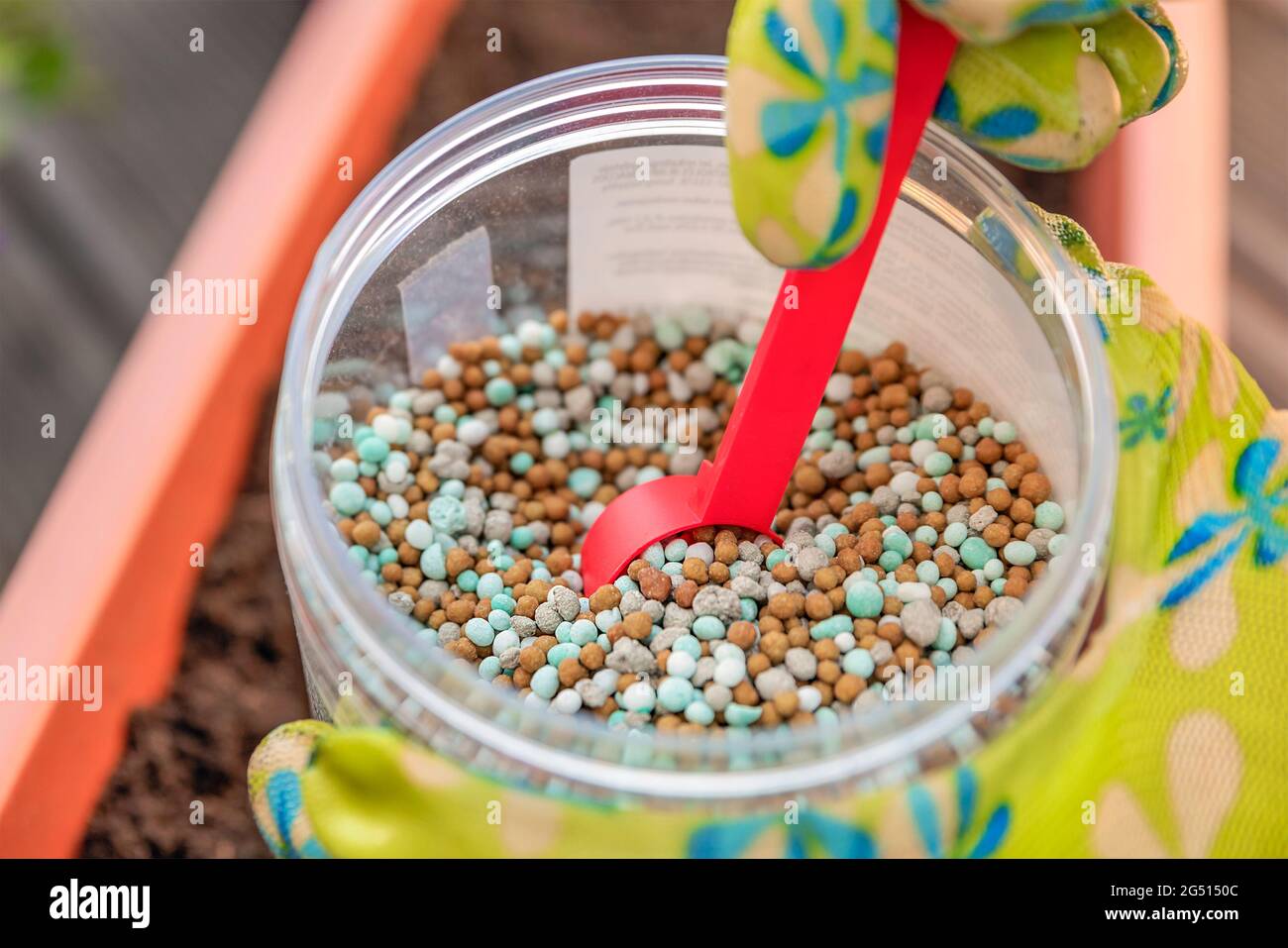 Fertilizer for flowers. Close-up of a gardener's hand in a glove ...