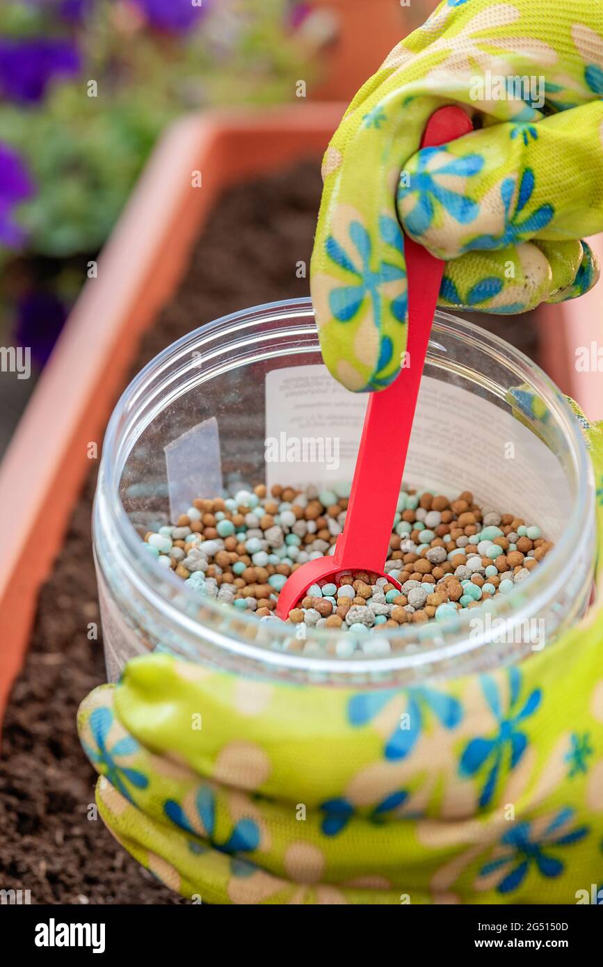 Fertilizer for flowers. Close-up of a gardener's hand in a glove ...