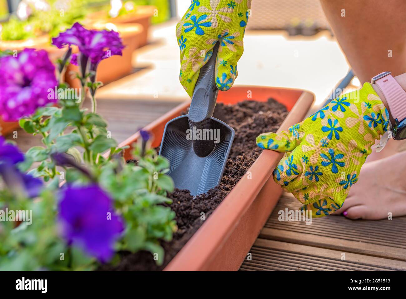Planting flowers. Gardener's hands plant flowers in a pot of soil in a ...