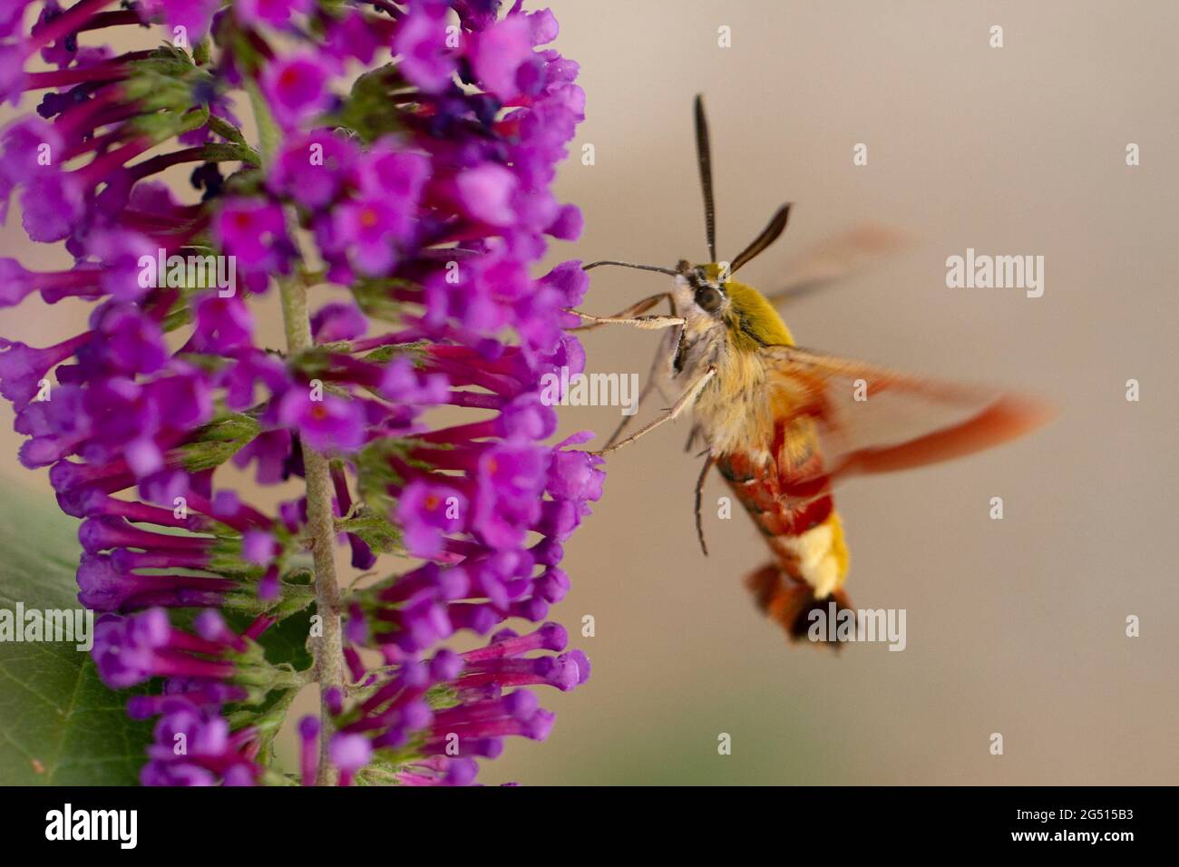 Hwak-moth Hemaris fuciformis foraging on a Buddleia Stock Photo - Alamy