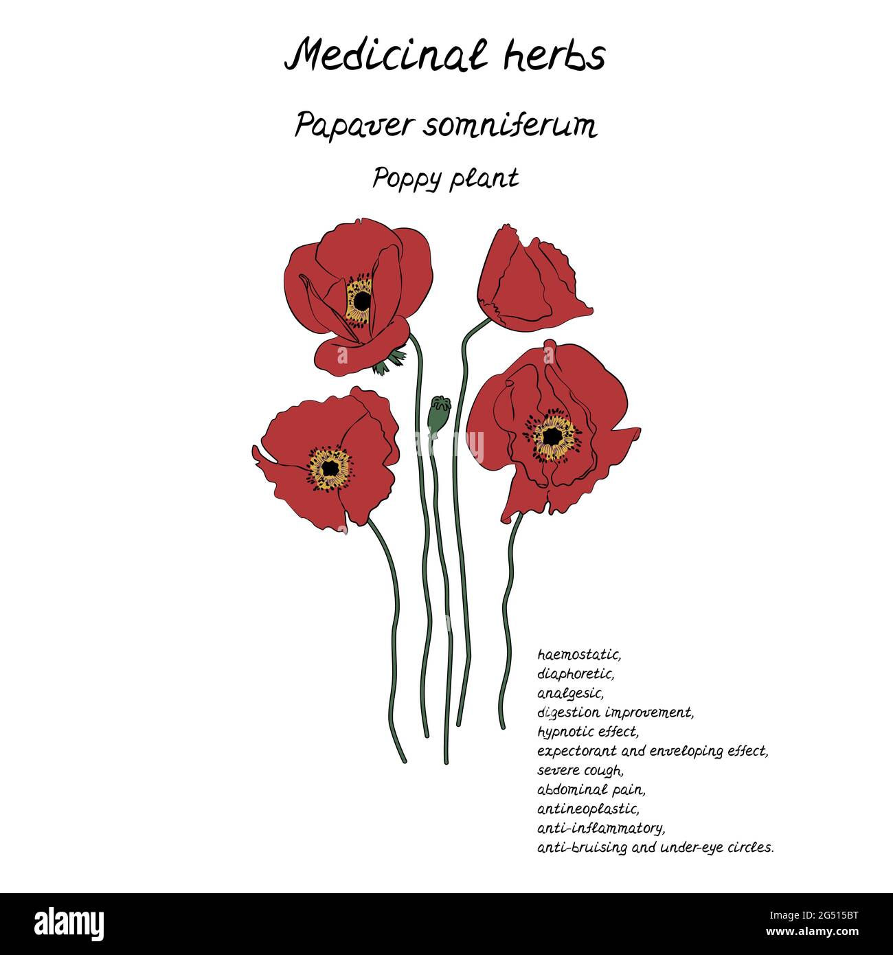 Line art illustration of hand drawn medicinal herb poppy with ...