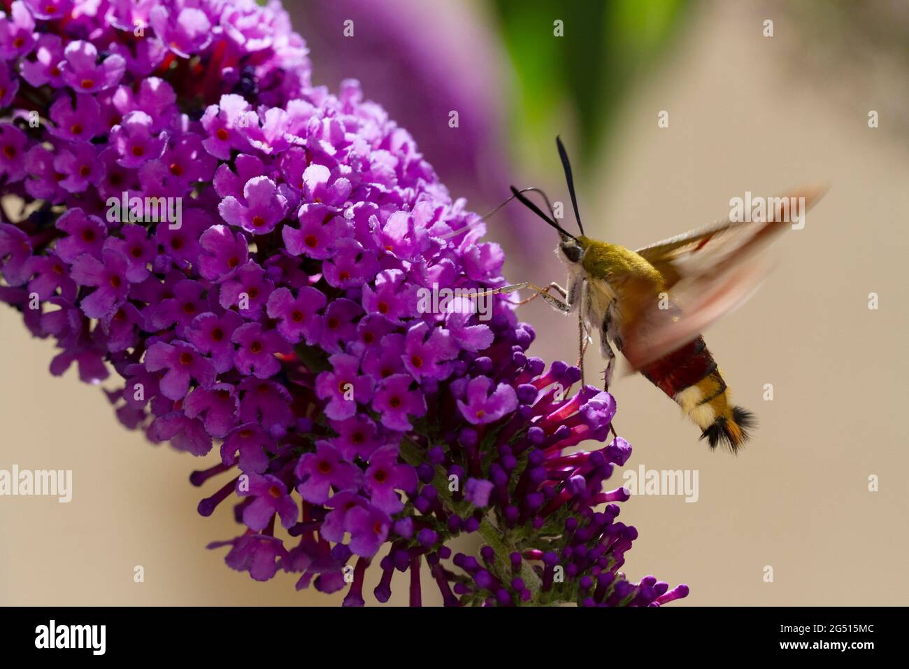 Hwak-moth Hemaris fuciformis foraging on a Buddleia Stock Photo - Alamy
