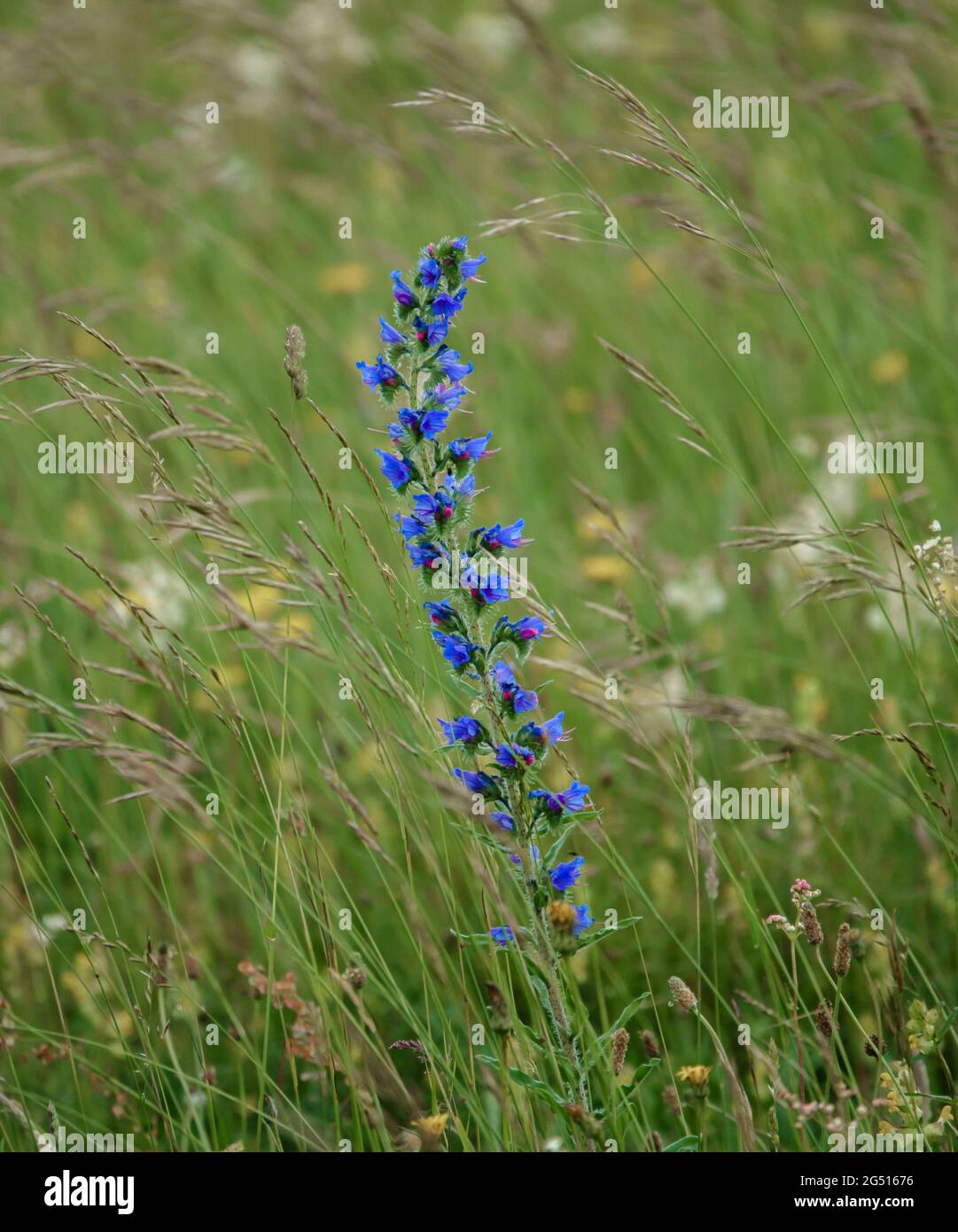 Vibrant blue Viper's-bugloss (Echium vulgare) also known as blueweed ...
