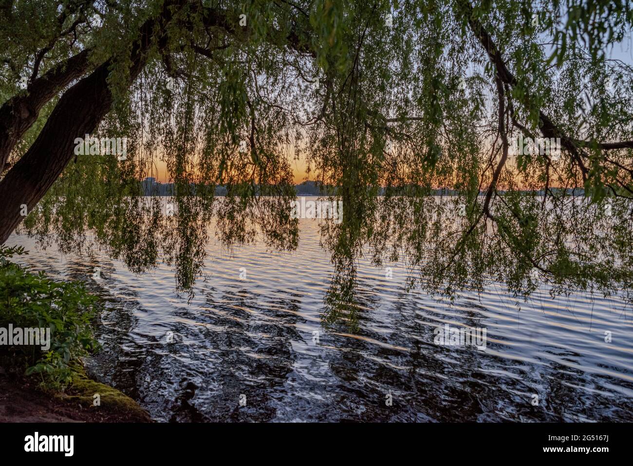 Sunset behind a weeping willow Stock Photo - Alamy