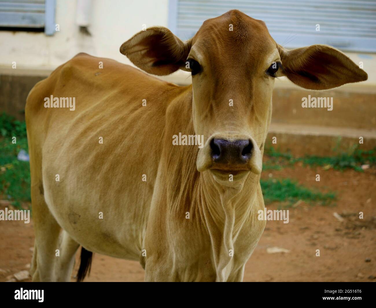 Cow and sunset harmony hi-res stock photography and images - Alamy