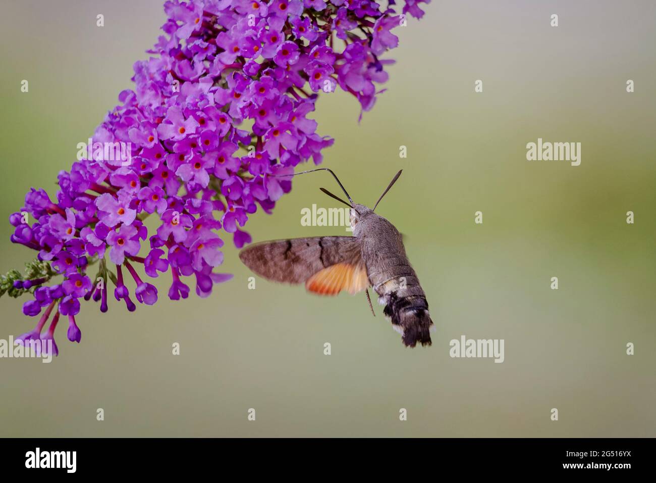 Hummingbird hawk moth garden pollinator hi-res stock photography and ...