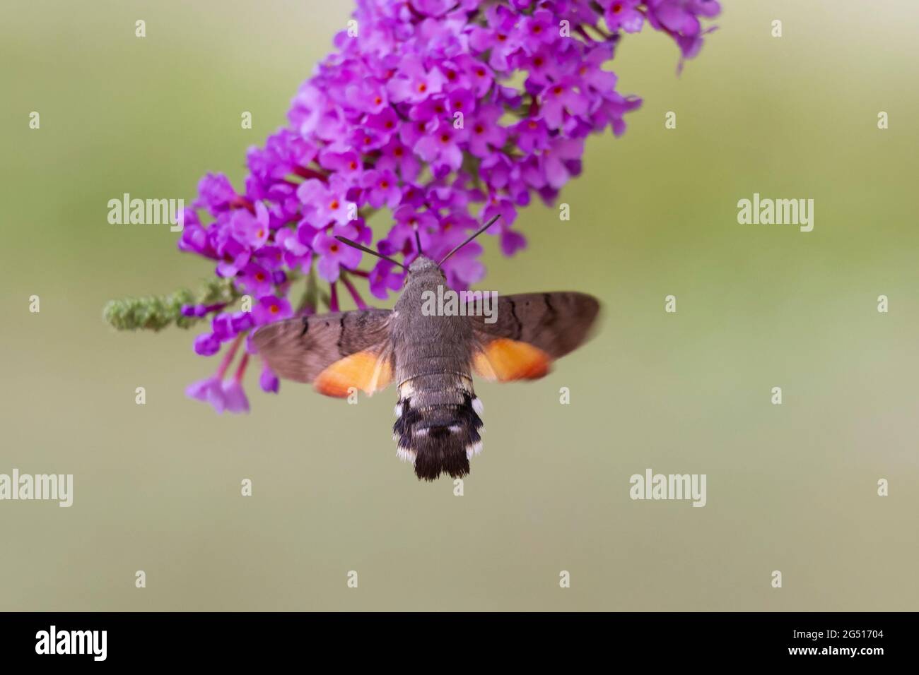 Hummingbird hawk moth garden pollinator hi-res stock photography and ...