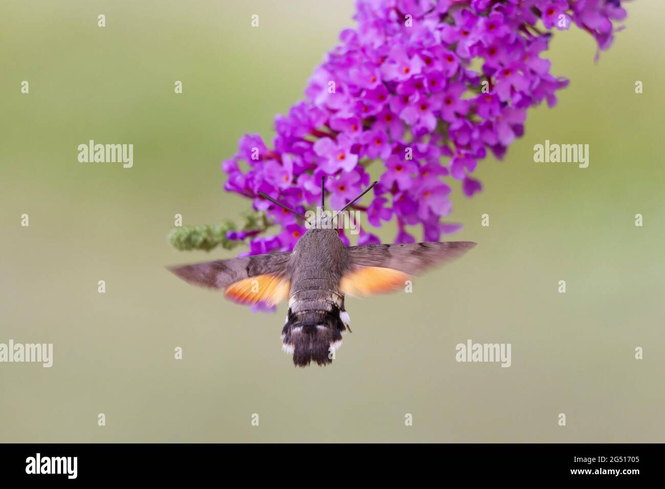 Hummingbird hawk-moth Macroglossum stellatarum foraging in flight Stock ...