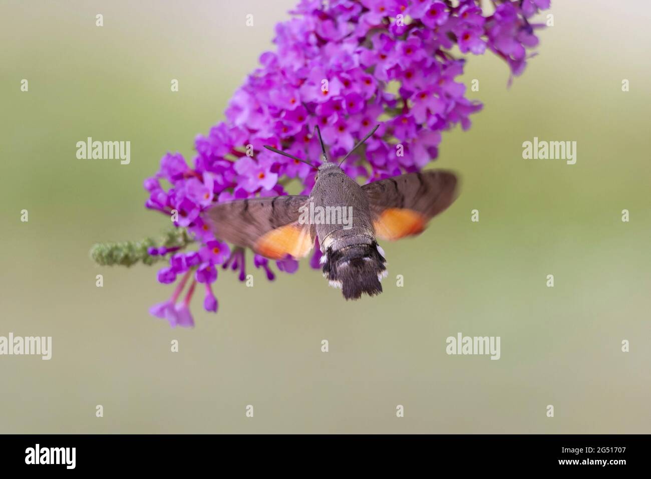 Hummingbird hawk-moth Macroglossum stellatarum foraging in flight Stock ...