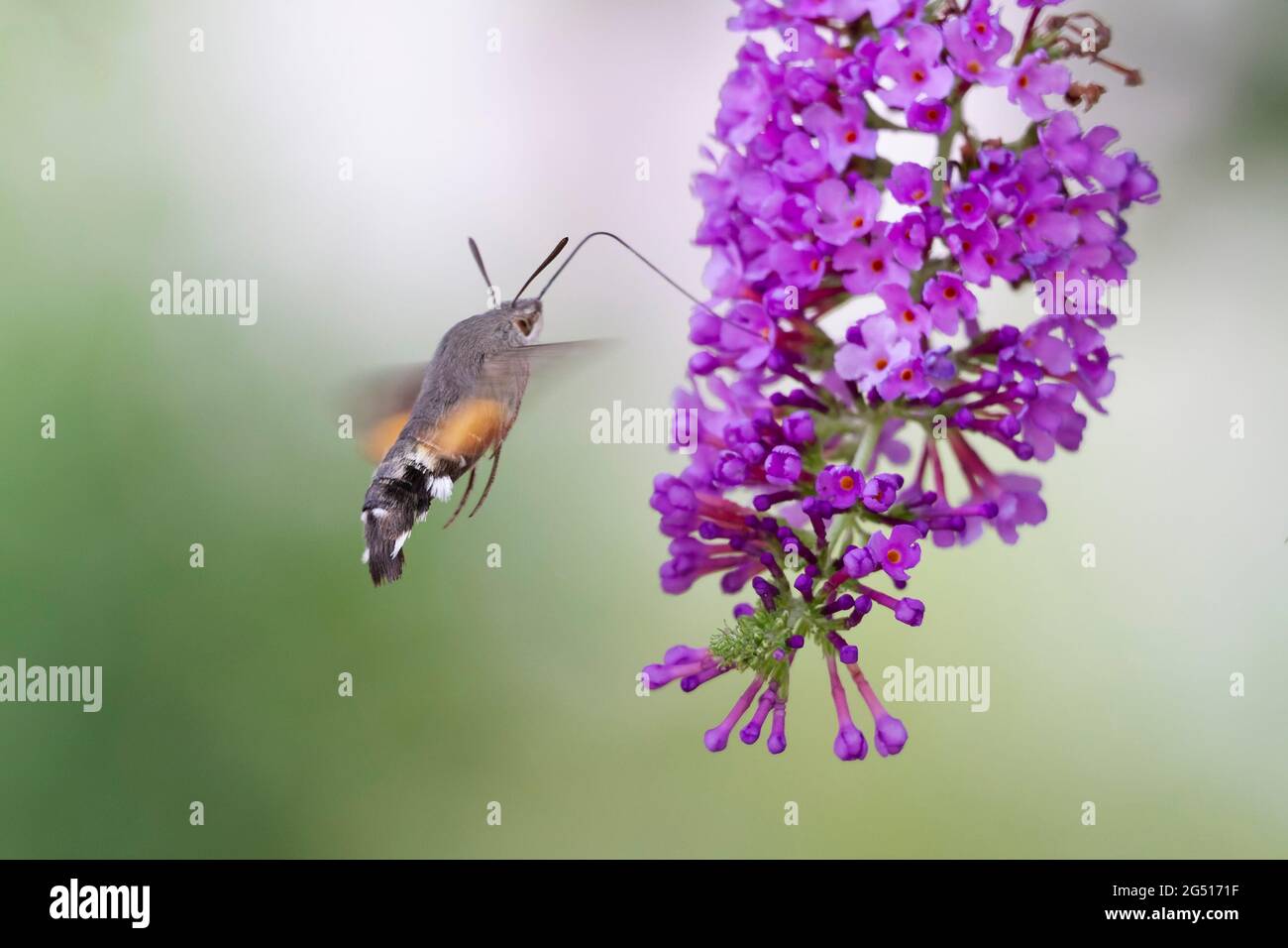 Hummingbird hawk-moth Macroglossum stellatarum foraging in flight Stock ...