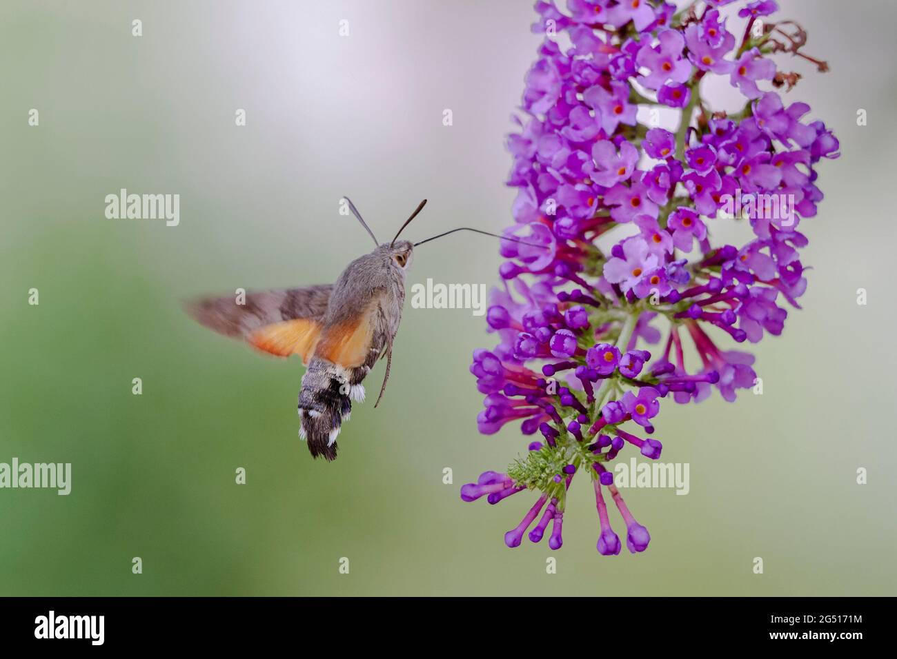Hummingbird hawk moth garden pollinator hi-res stock photography and ...