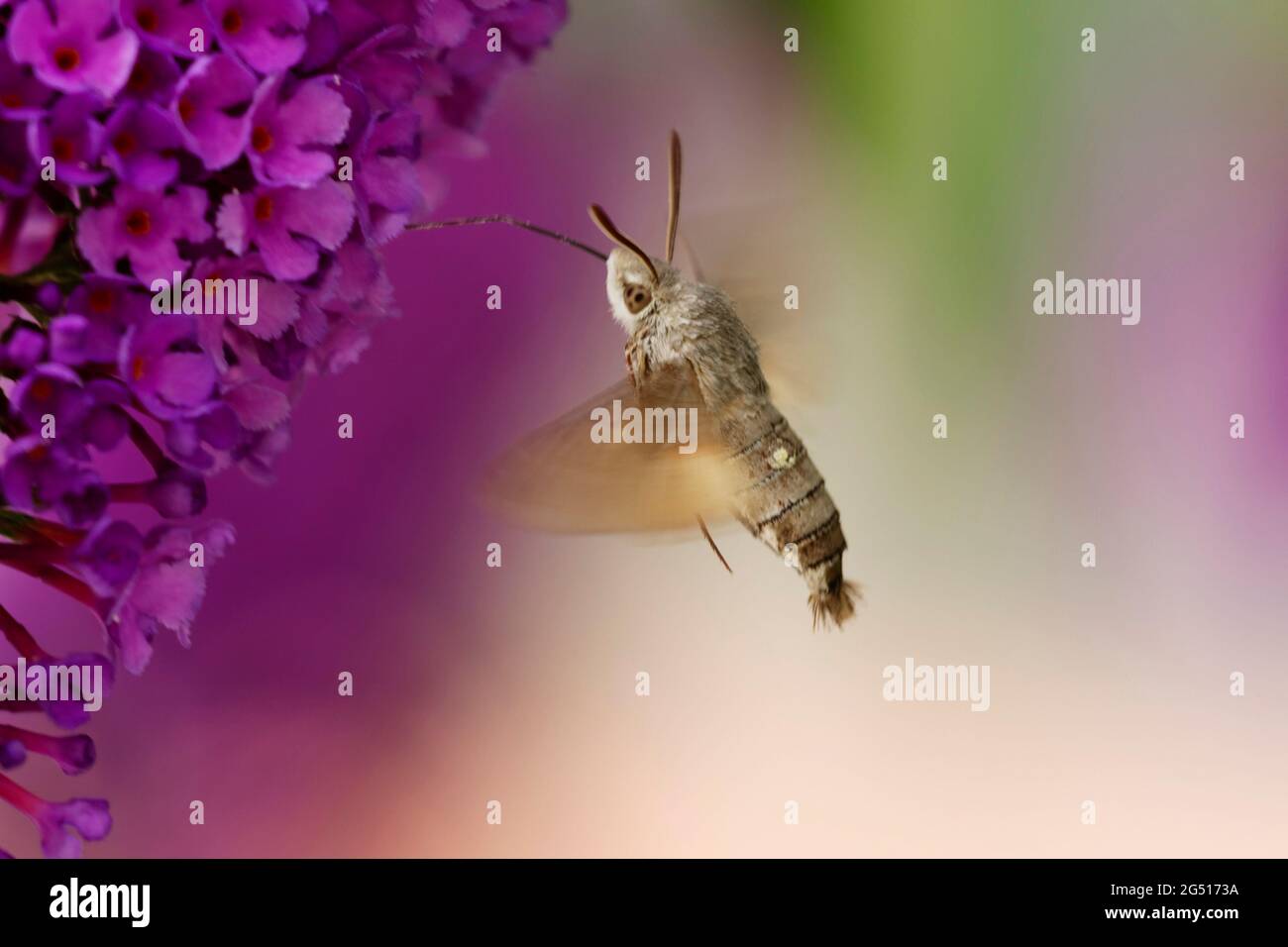 Hummingbird hawk-moth Macroglossum stellatarum foraging in flight Stock ...