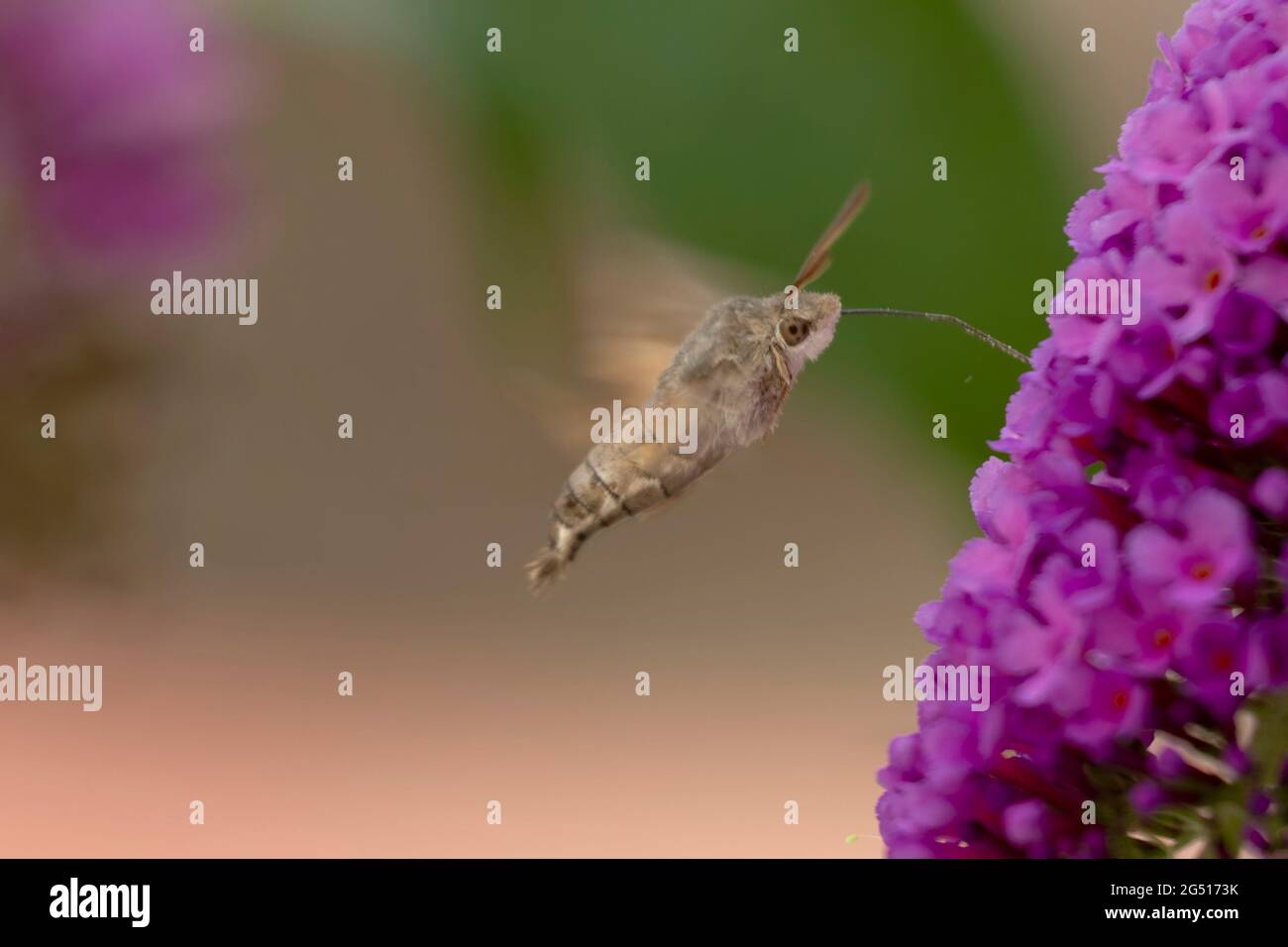 Hummingbird hawk-moth Macroglossum stellatarum foraging in flight Stock ...