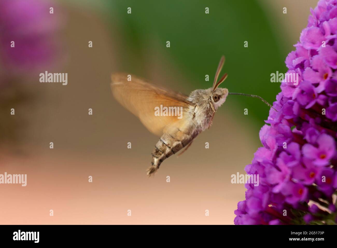 Hummingbird hawk-moth Macroglossum stellatarum foraging in flight Stock ...