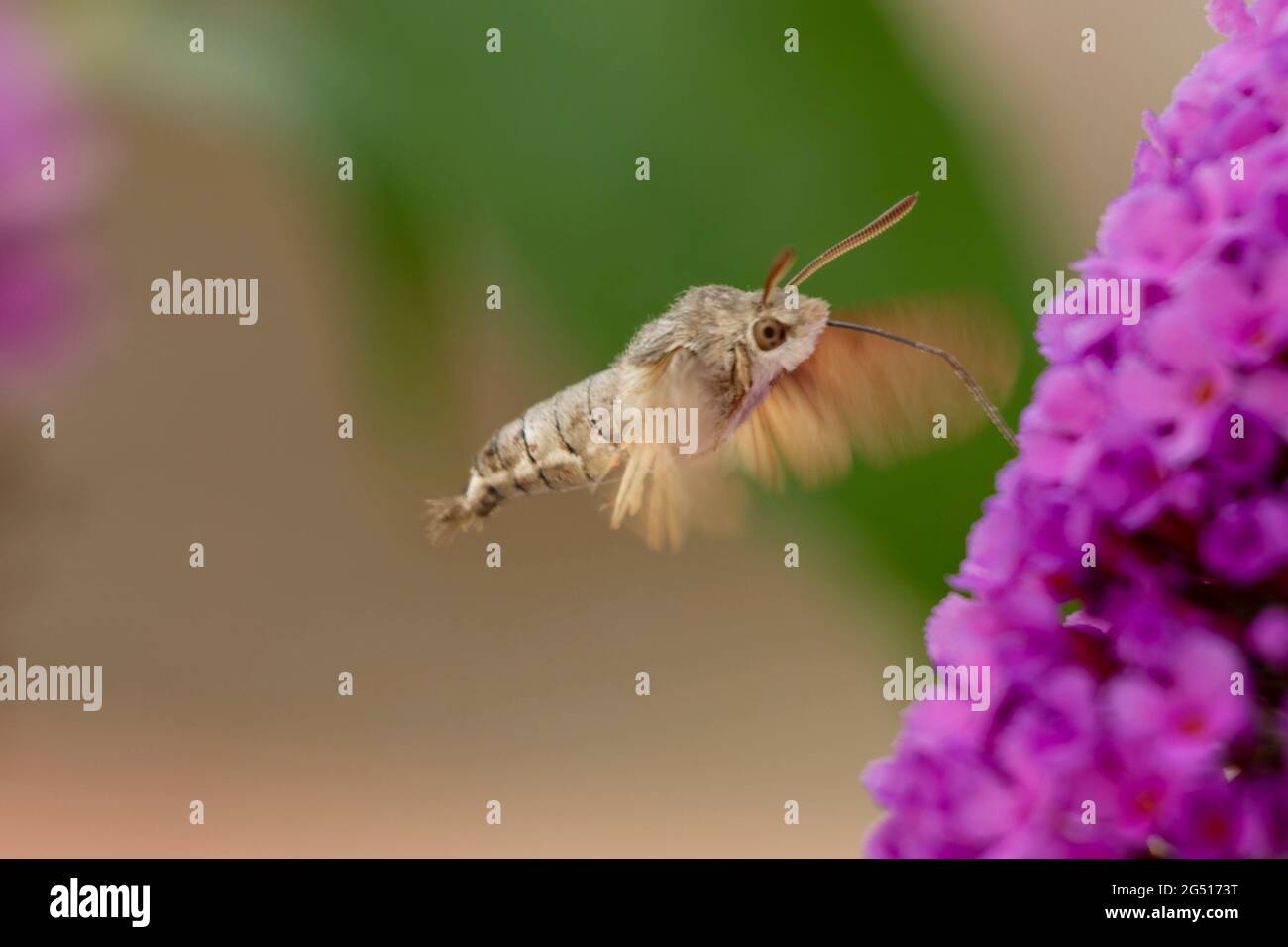 Hummingbird hawk-moth Macroglossum stellatarum foraging in flight Stock ...