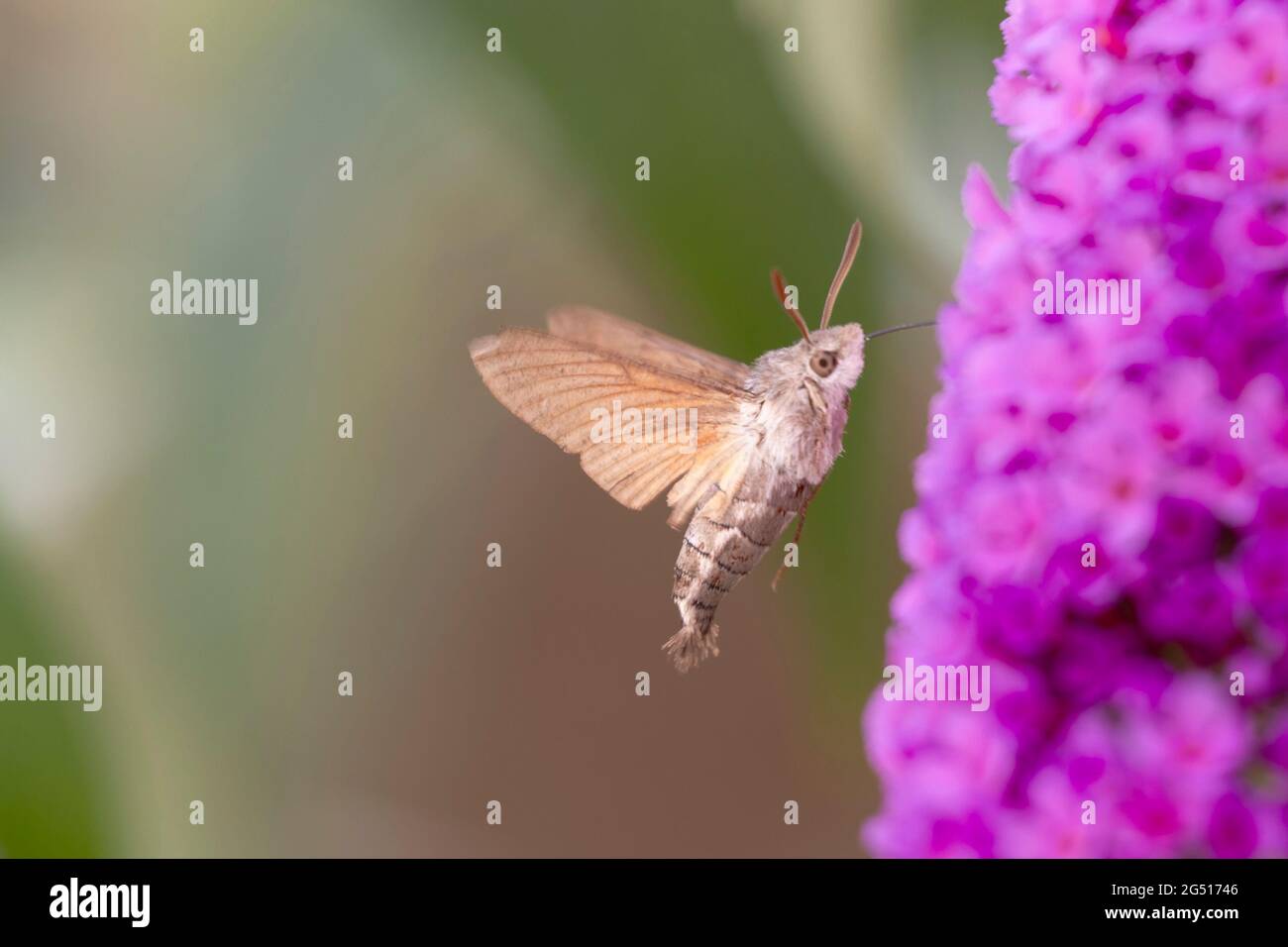 Hummingbird hawk-moth Macroglossum stellatarum foraging in flight Stock ...