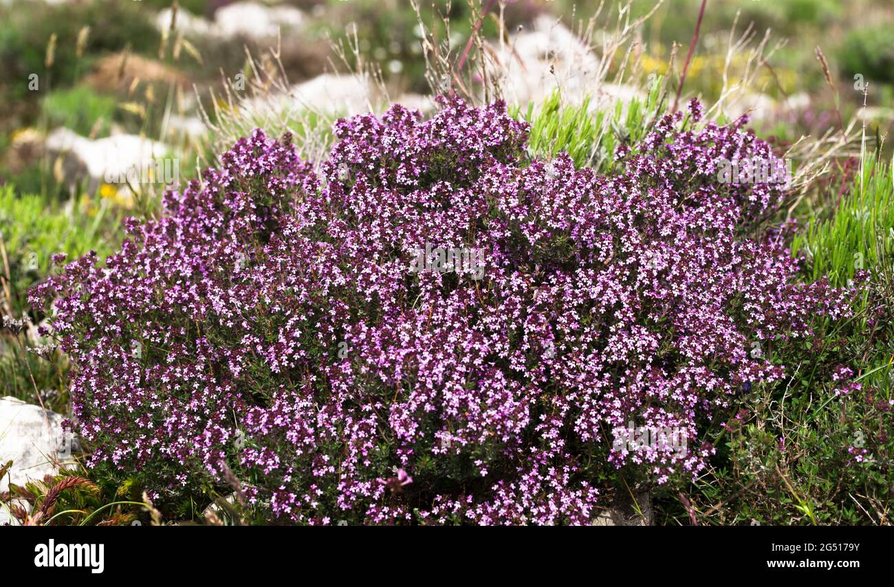 Common thyme, thymus vulgaris in the south of France Stock Photo - Alamy