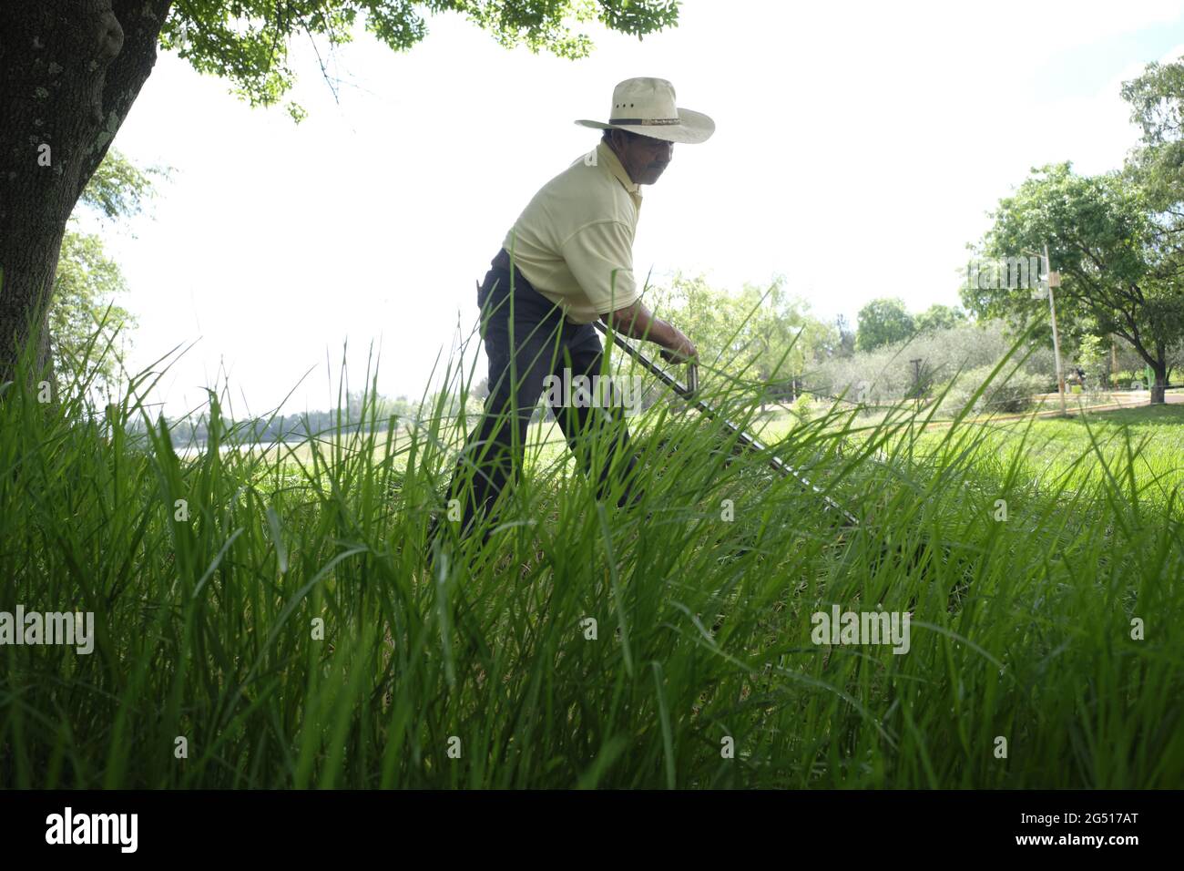 Hispanic male farmer using an old scythe in cutting weeds on a farm ...