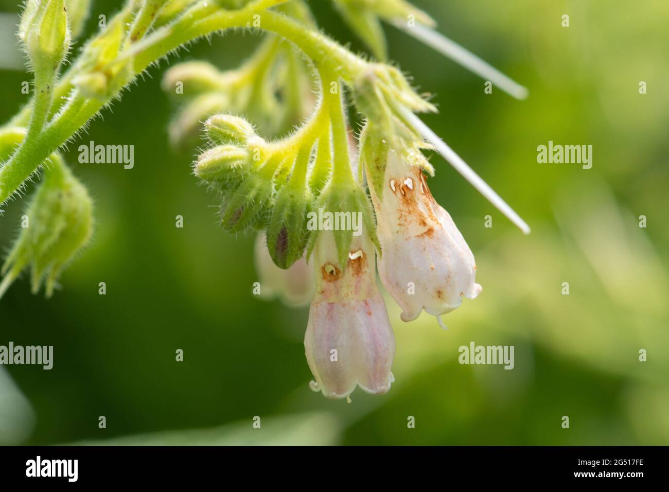 Close-up of common comfrey flowers (Symphytum officinale) with holes ...