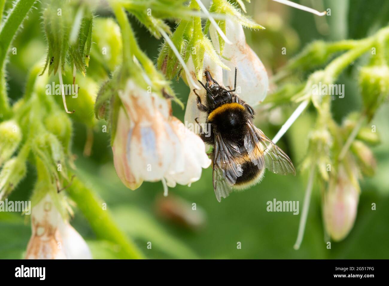 Bumblebee nectar robbing from common comfrey flowers (Symphytum ...