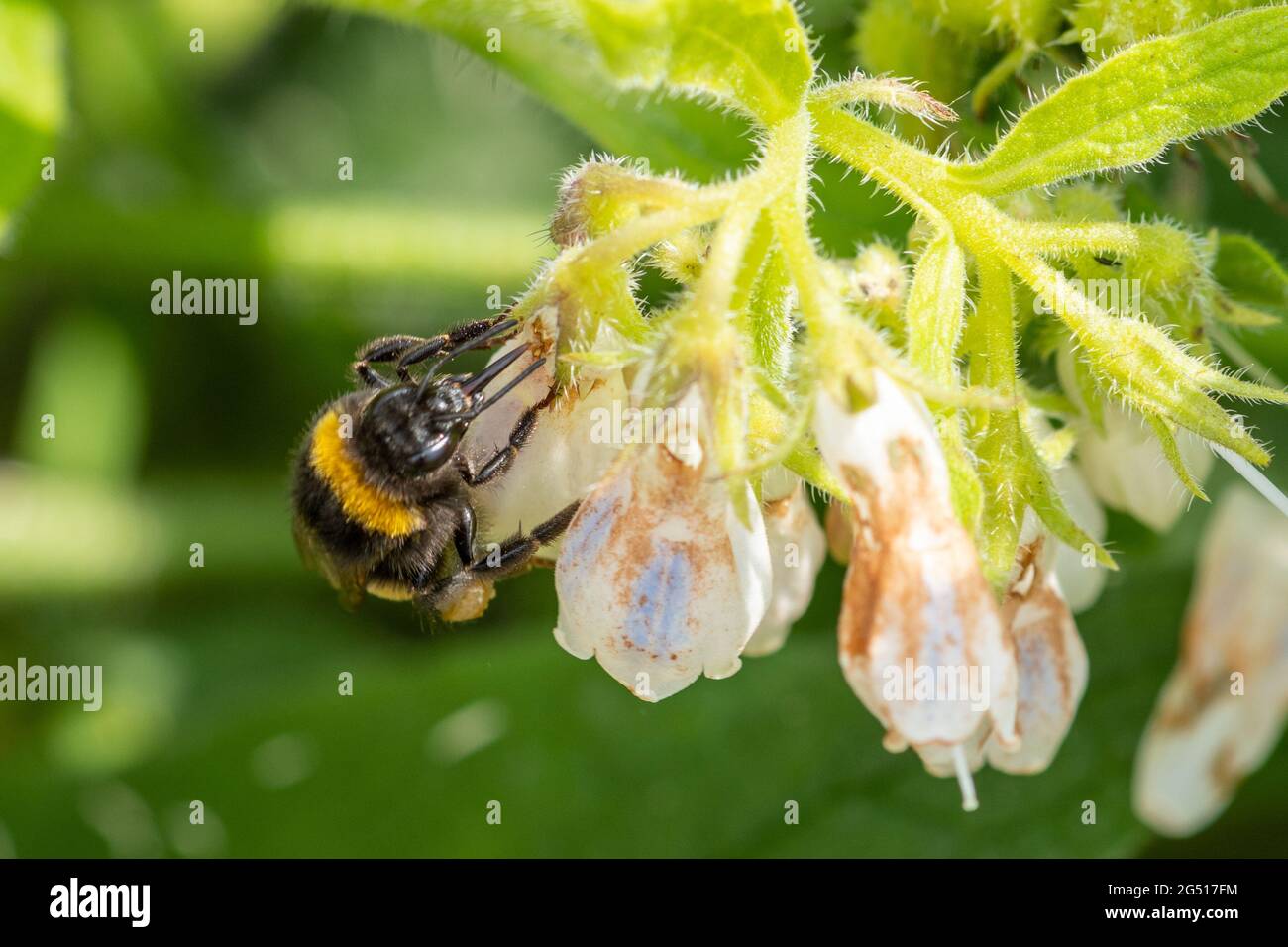 Bumblebee nectar robbing from common comfrey flowers (Symphytum ...