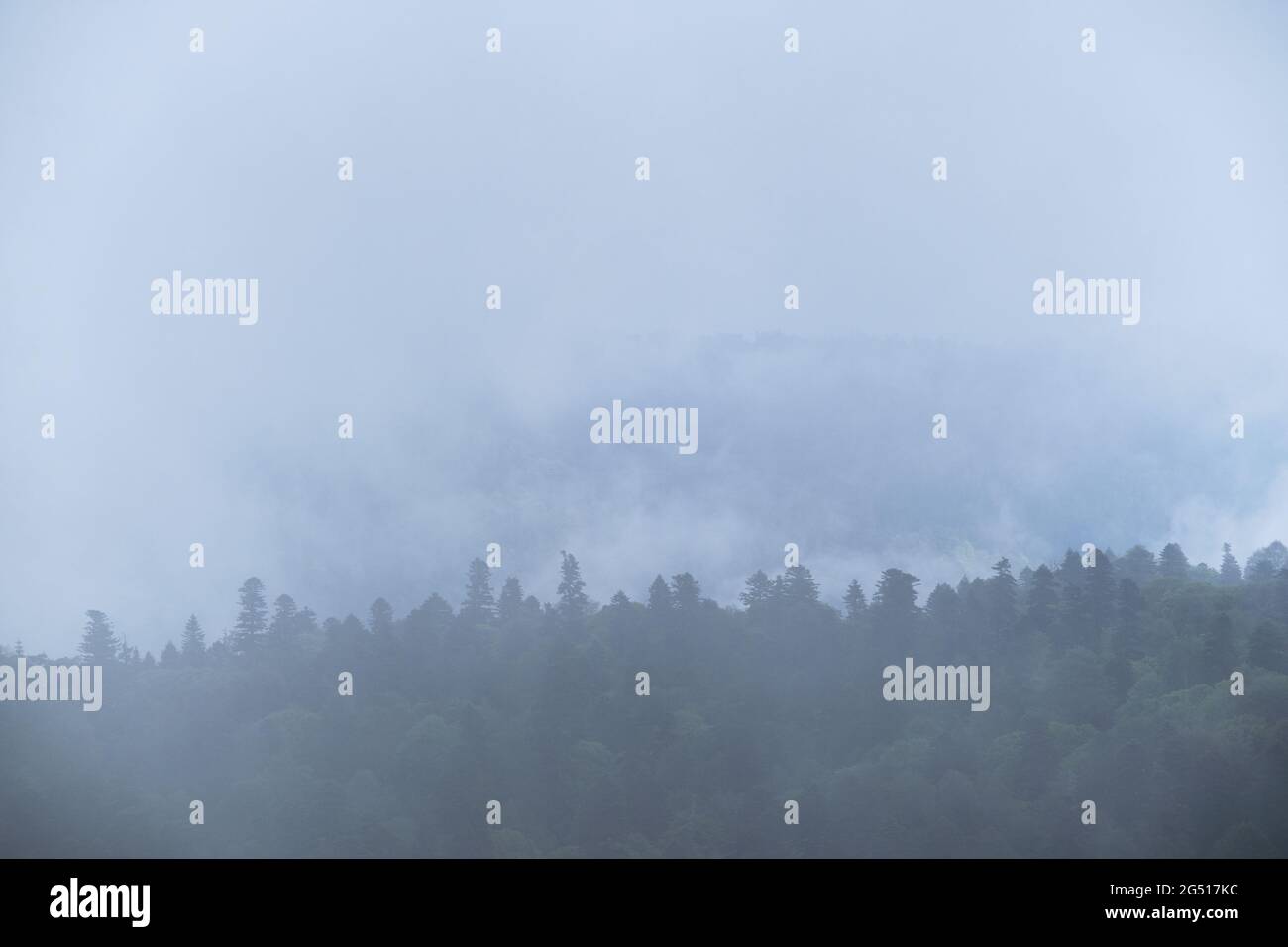 Cloud envelops dense coniferous deciduous forest. Beautiful atmospheric mystical landscape in ...