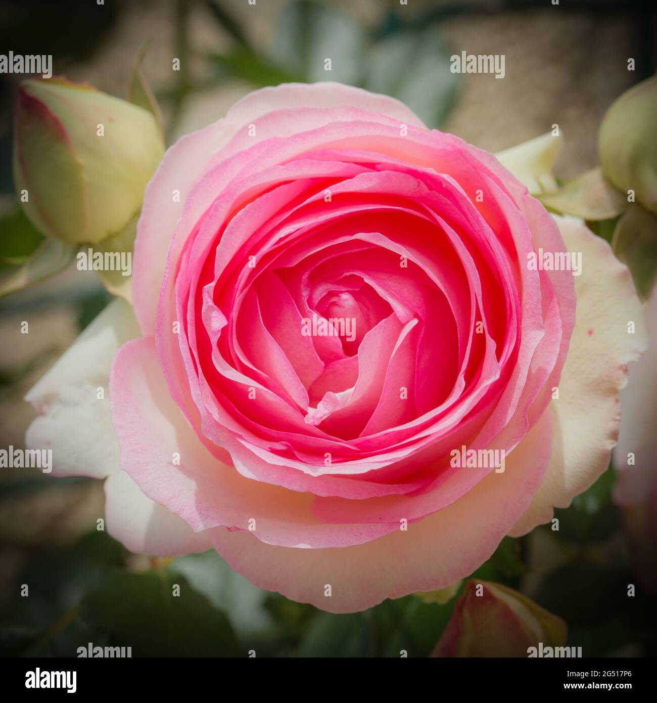 Pierre de Ronsard rose in bloom Stock Photo - Alamy