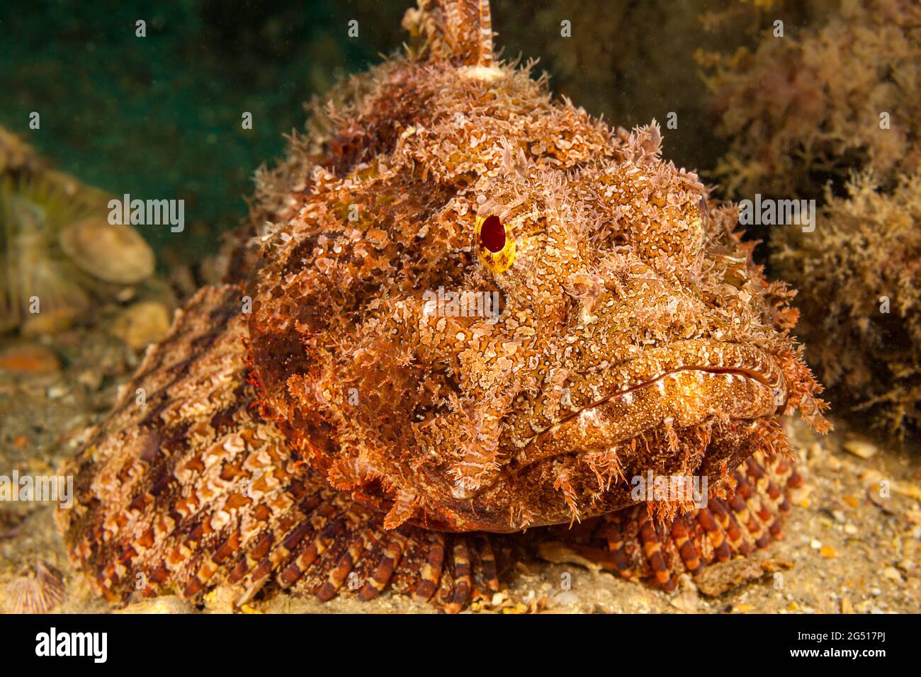The spotted scorpionfish, Scorpaena plumieri, is one of the largest and ...