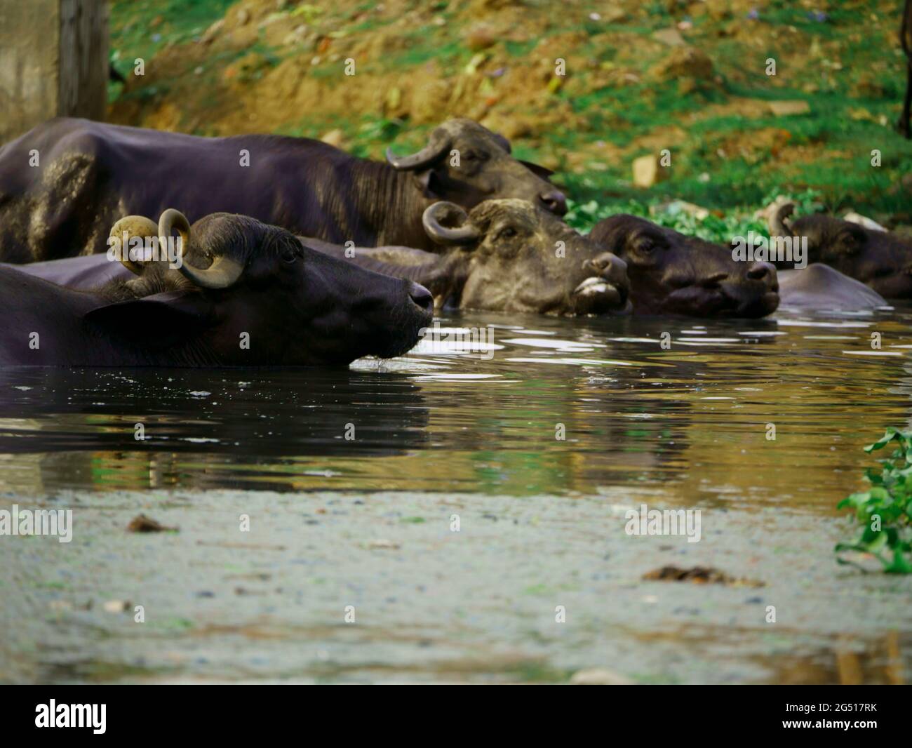 Group of buffalo swimming on river water, Village animal lifestyle ...